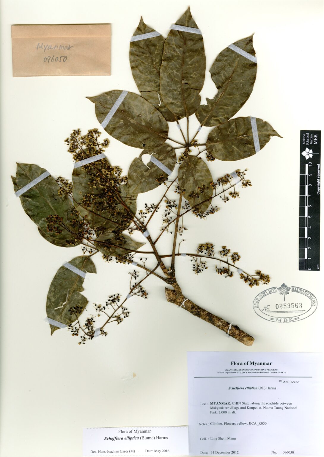 Schefflera elliptica (Blume) Harms | Myanmar Vascular Plants Database