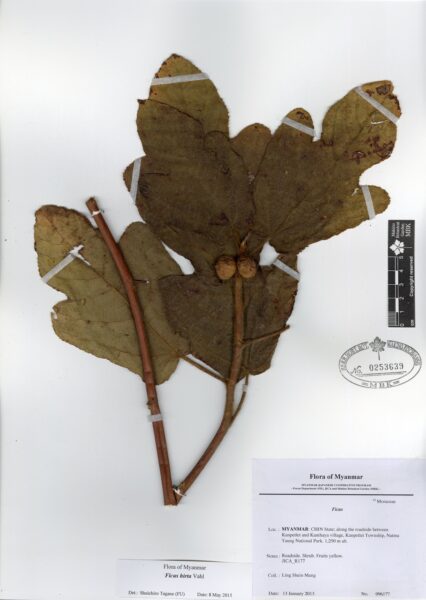 Ficus hirta Vahl | Myanmar Vascular Plants Database