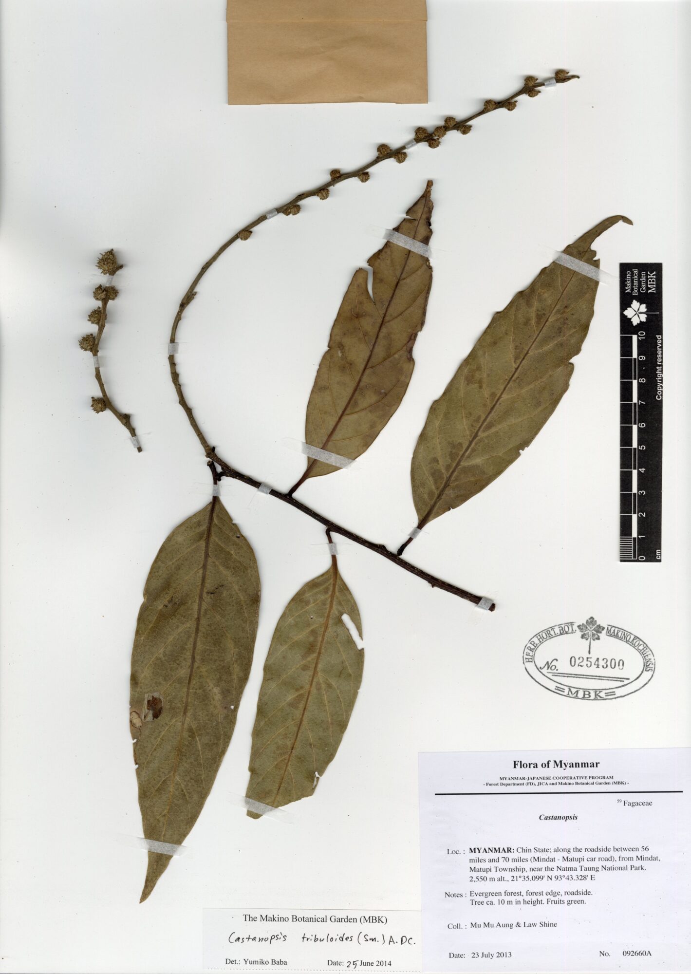 Castanopsis tribuloides (Sm.) A. DC. | Myanmar Vascular Plants Database
