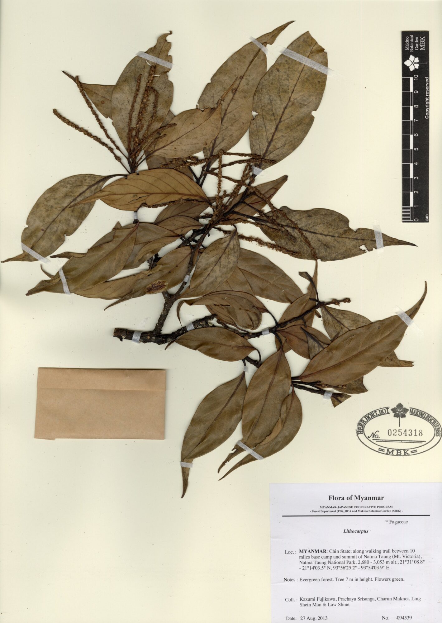 Lithocarpus | Myanmar Vascular Plants Database