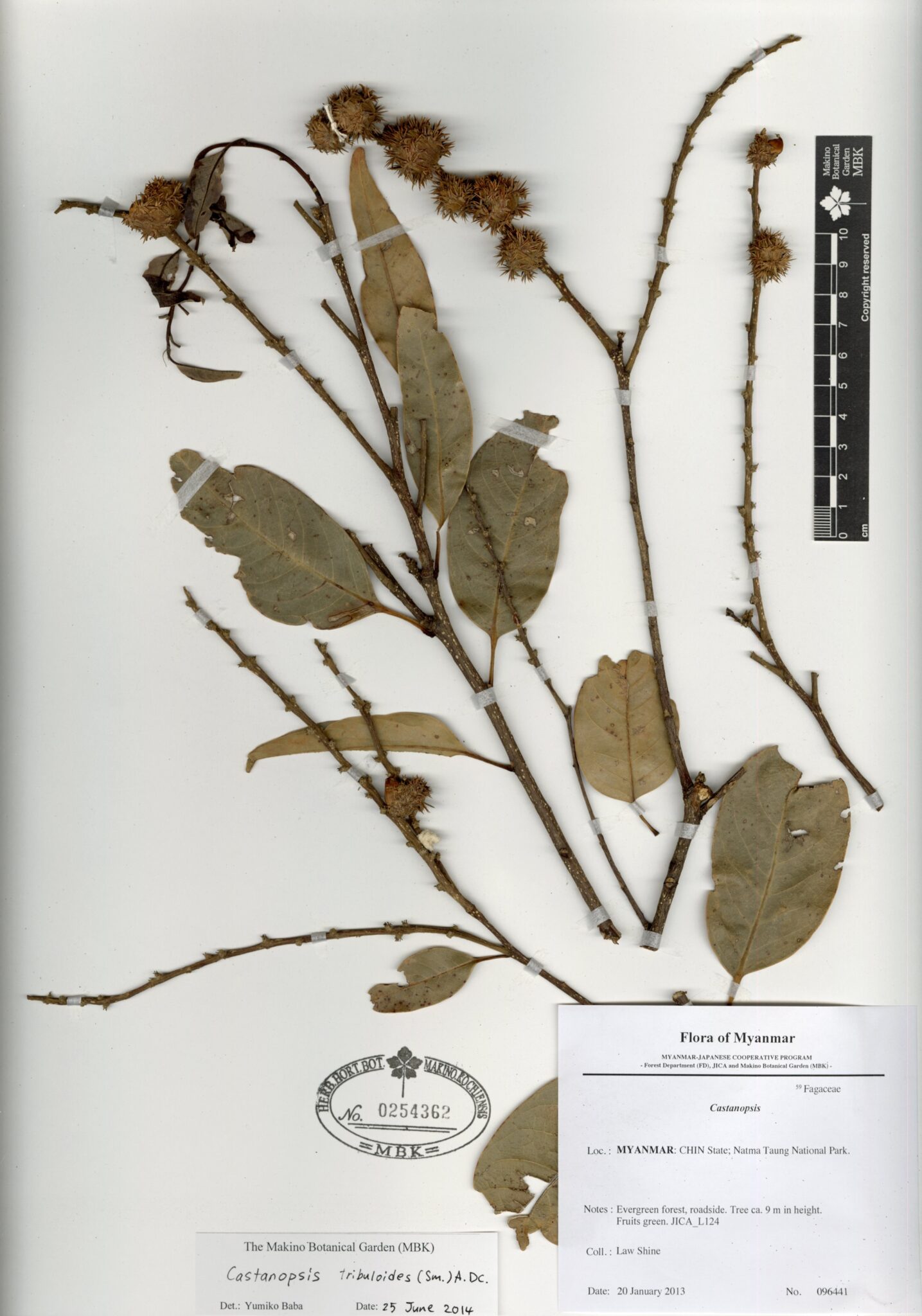 Castanopsis tribuloides (Sm.) A. DC. | Myanmar Vascular Plants Database