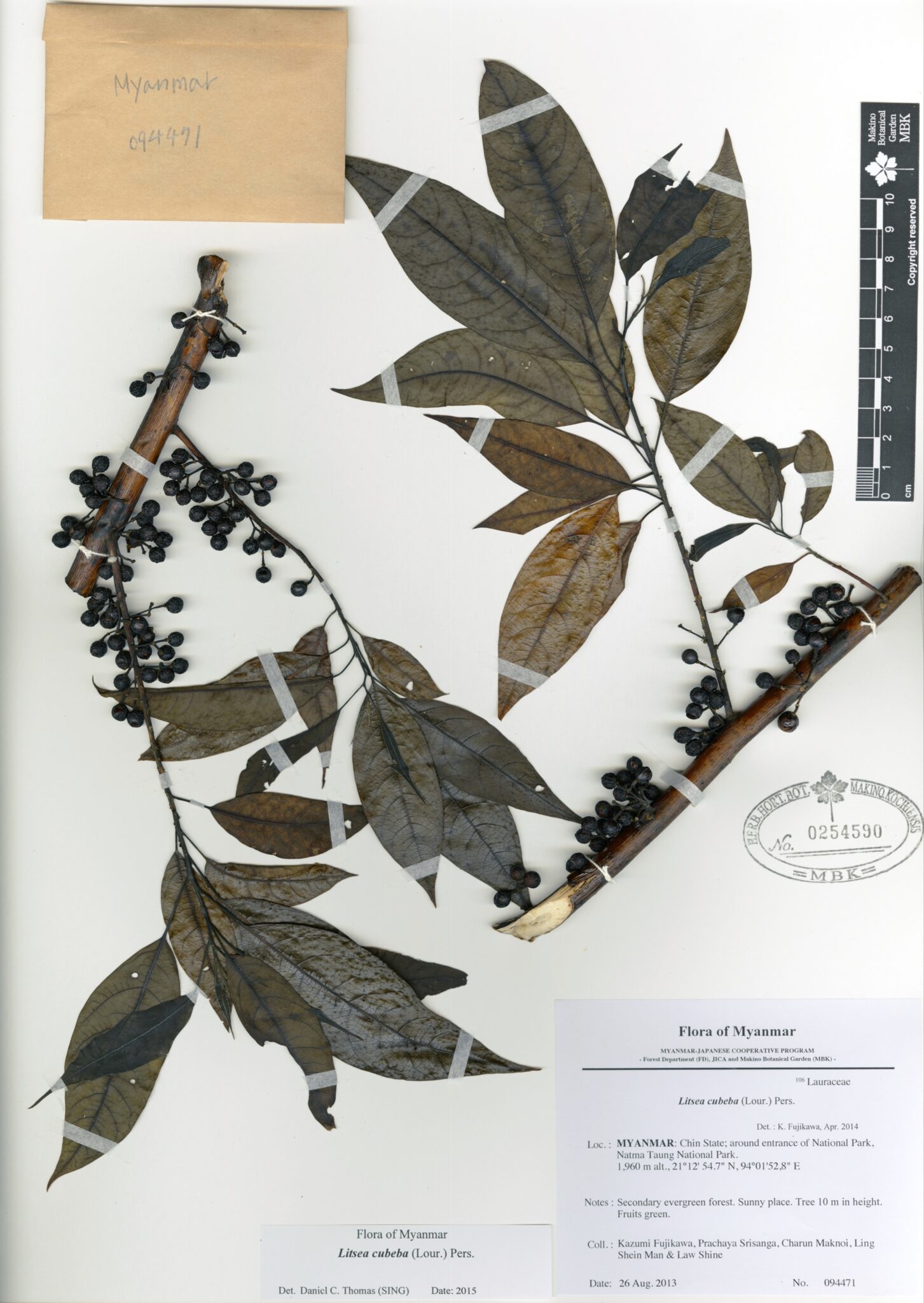 Litsea cubeba (Lour.) Pers. | Myanmar Vascular Plants Database
