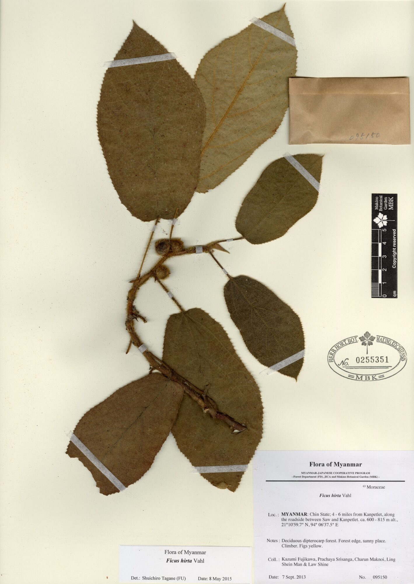 Ficus hirta Vahl | Myanmar Vascular Plants Database