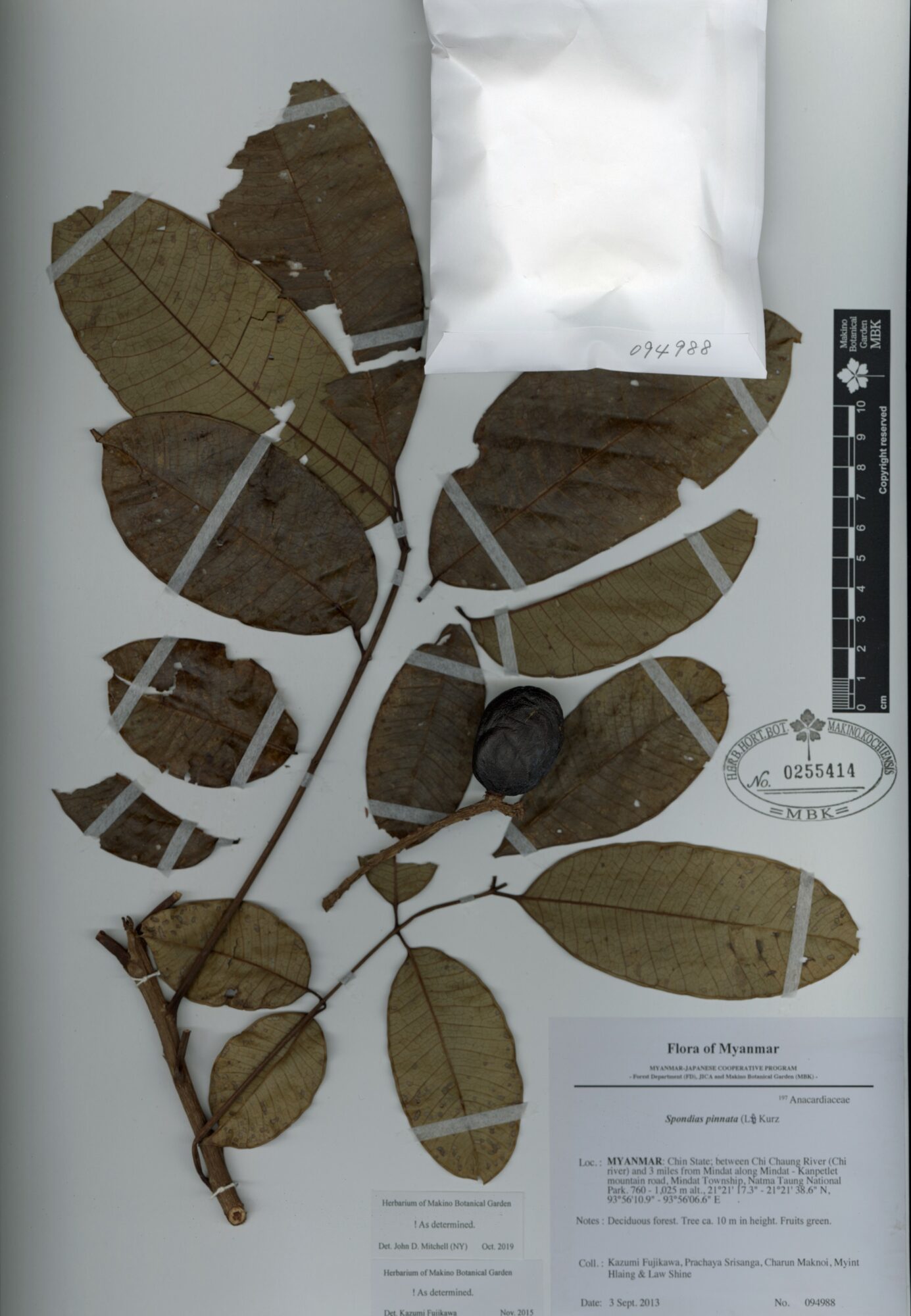 Spondias pinnata (L. f.) Kurz | Myanmar Vascular Plants Database