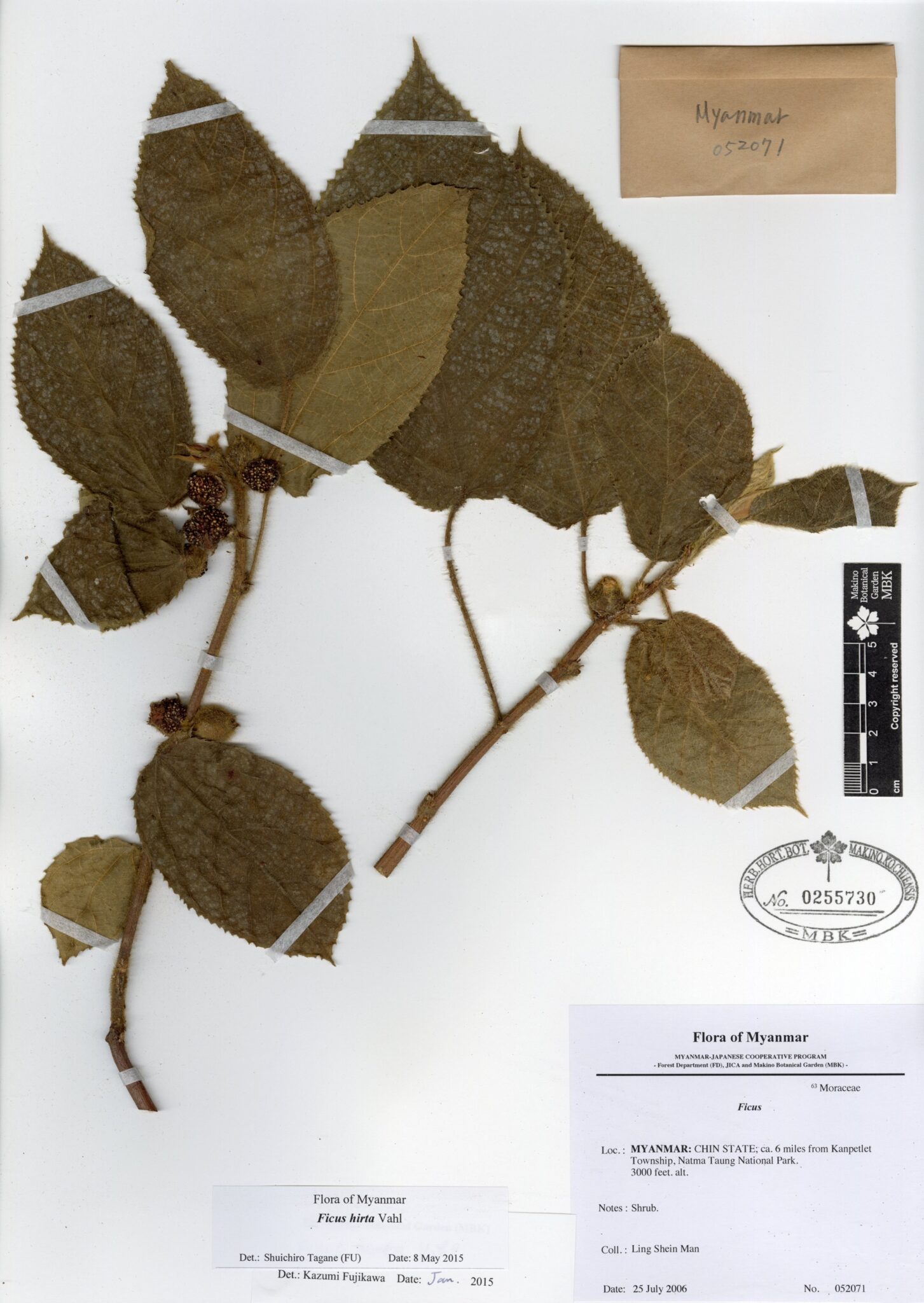 Ficus hirta Vahl | Myanmar Vascular Plants Database