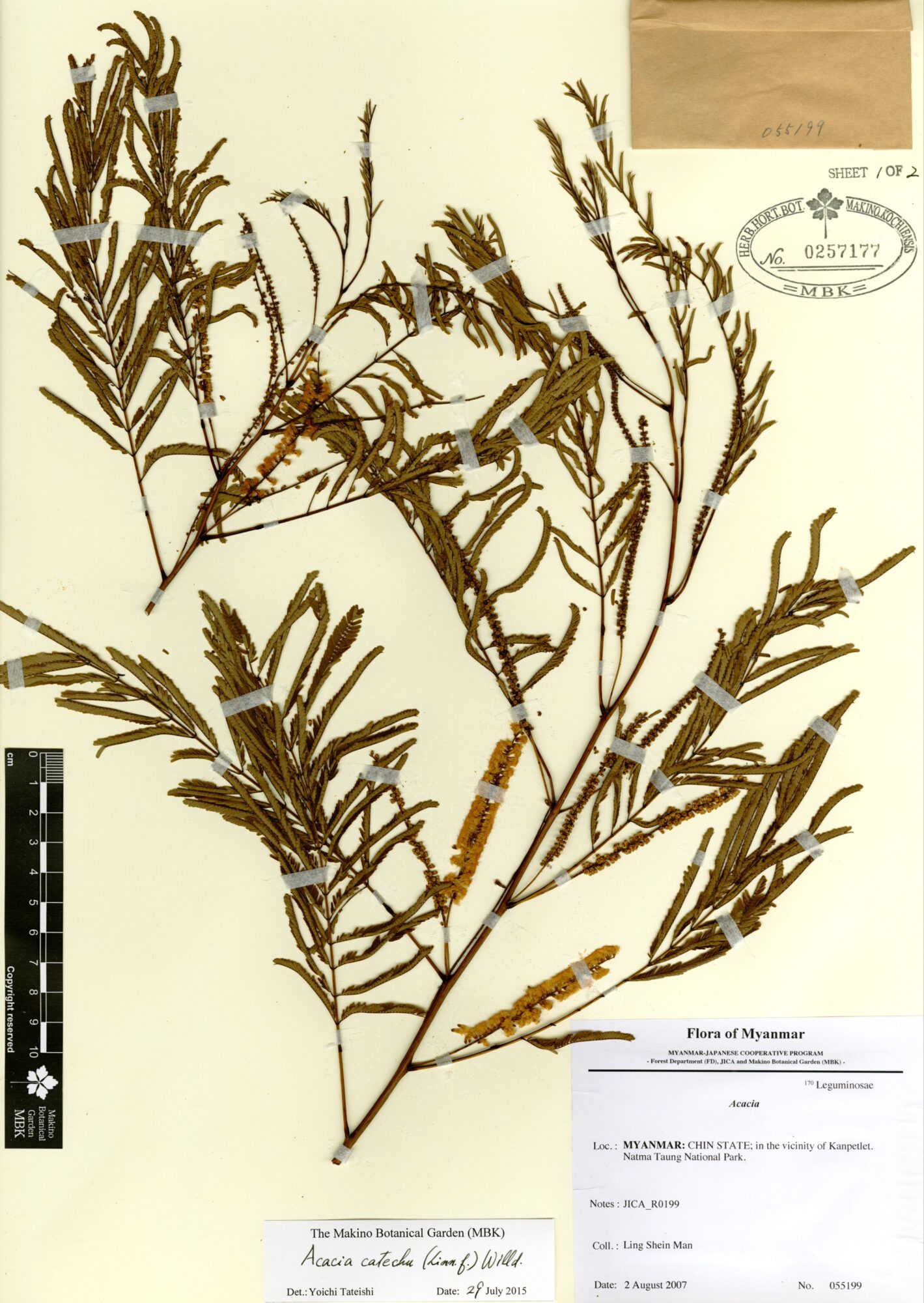 Acacia catechu (L. f.) Willd. | Myanmar Vascular Plants Database