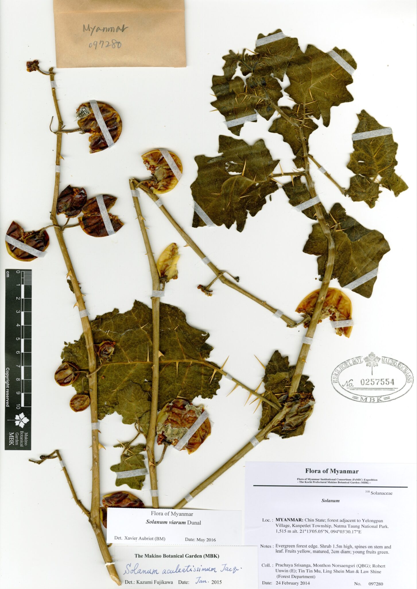 Solanum viarum Dunal | Myanmar Vascular Plants Database