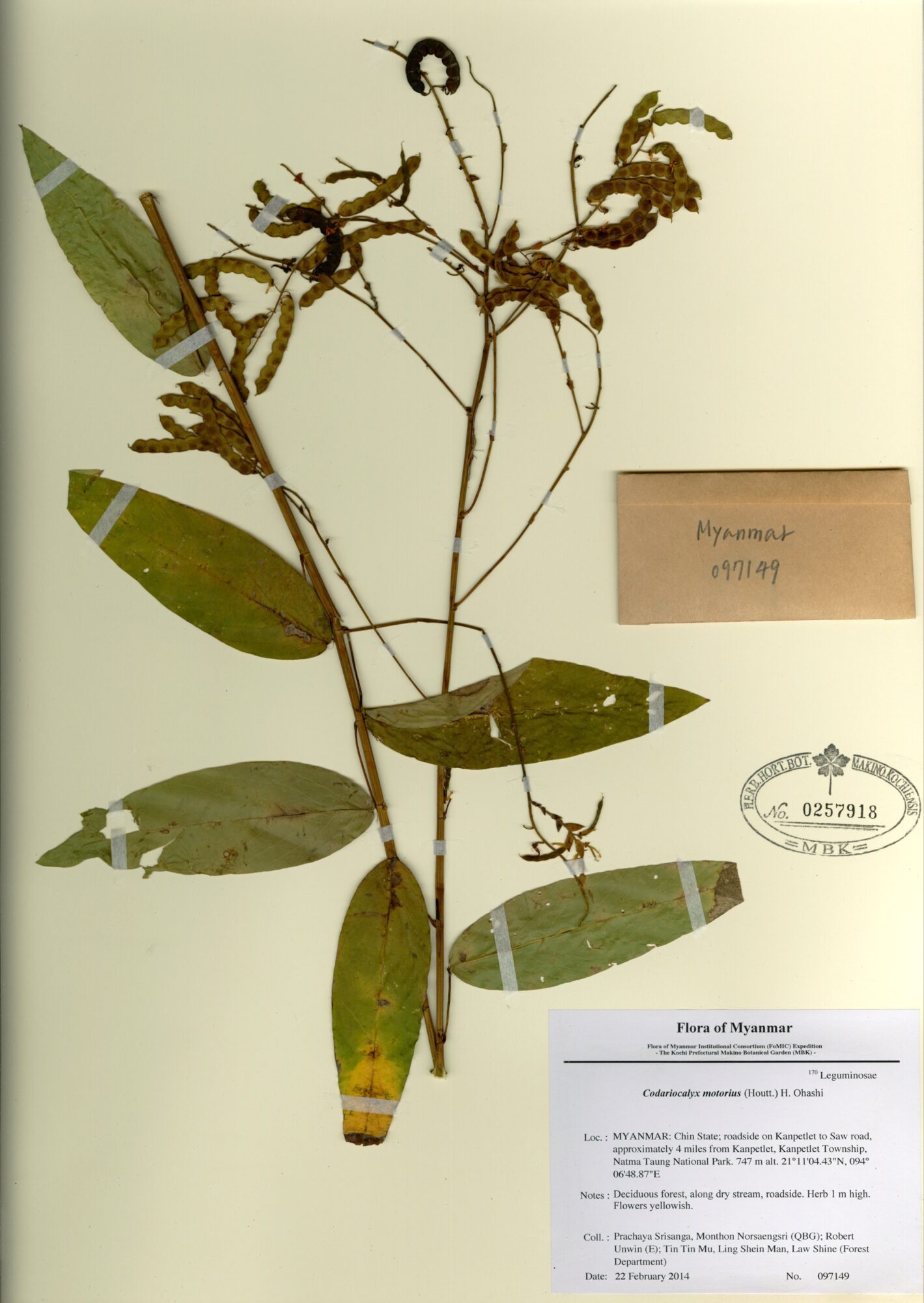 Codariocalyx motorius (Houtt.) H. Ohashi | Myanmar Vascular Plants Database