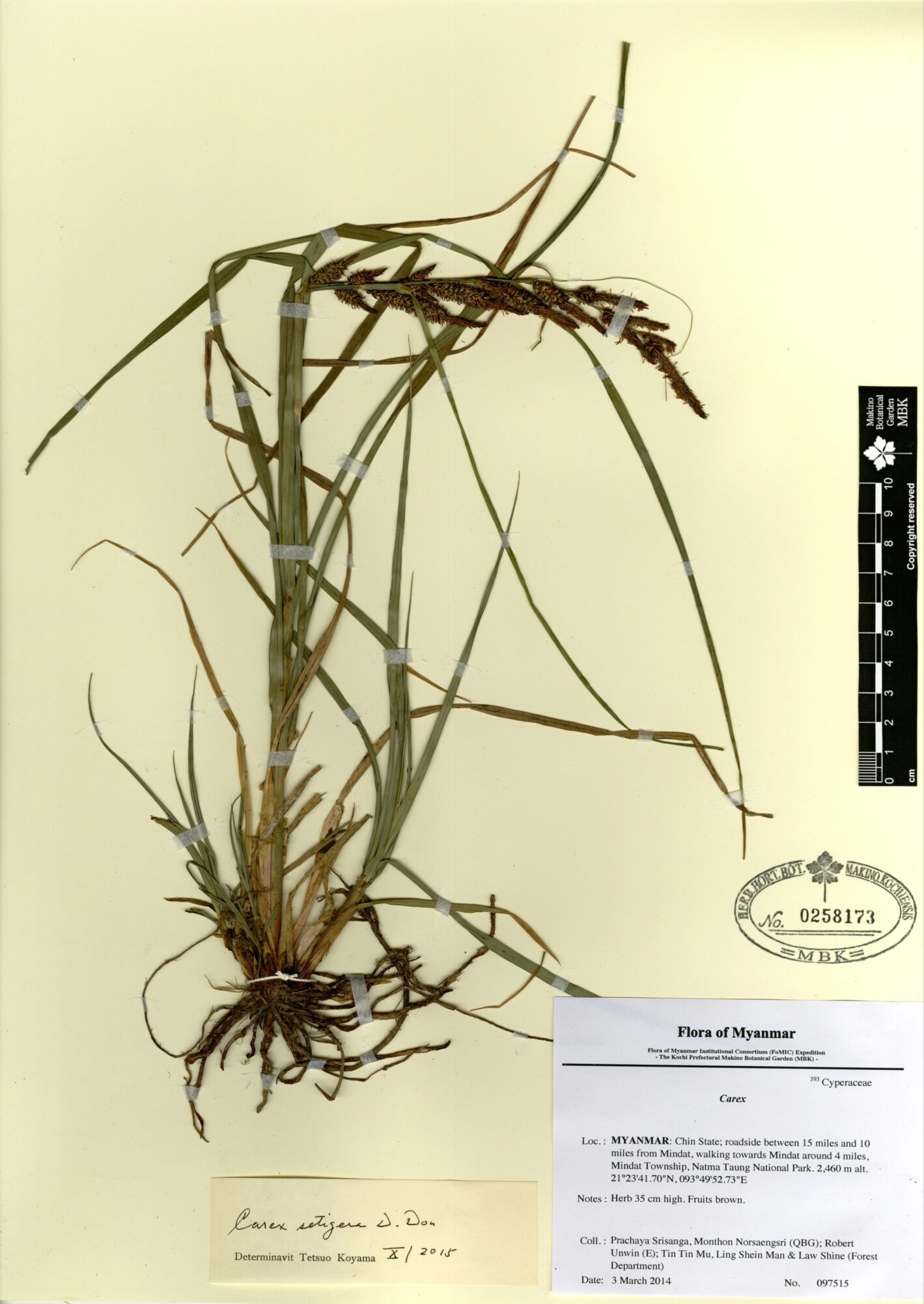 Carex setigera D. Don | Myanmar Vascular Plants Database