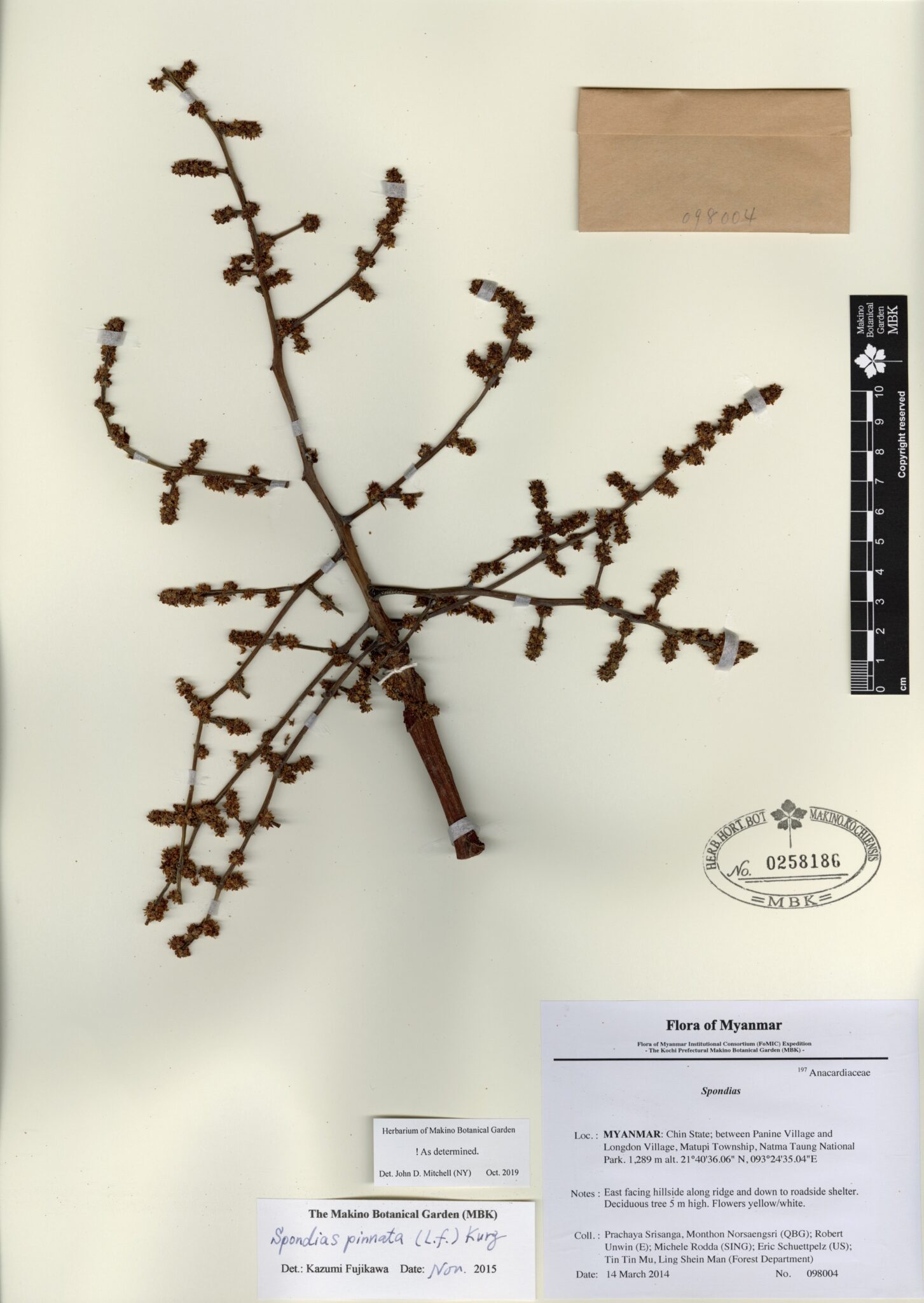 Spondias pinnata (L. f.) Kurz | Myanmar Vascular Plants Database