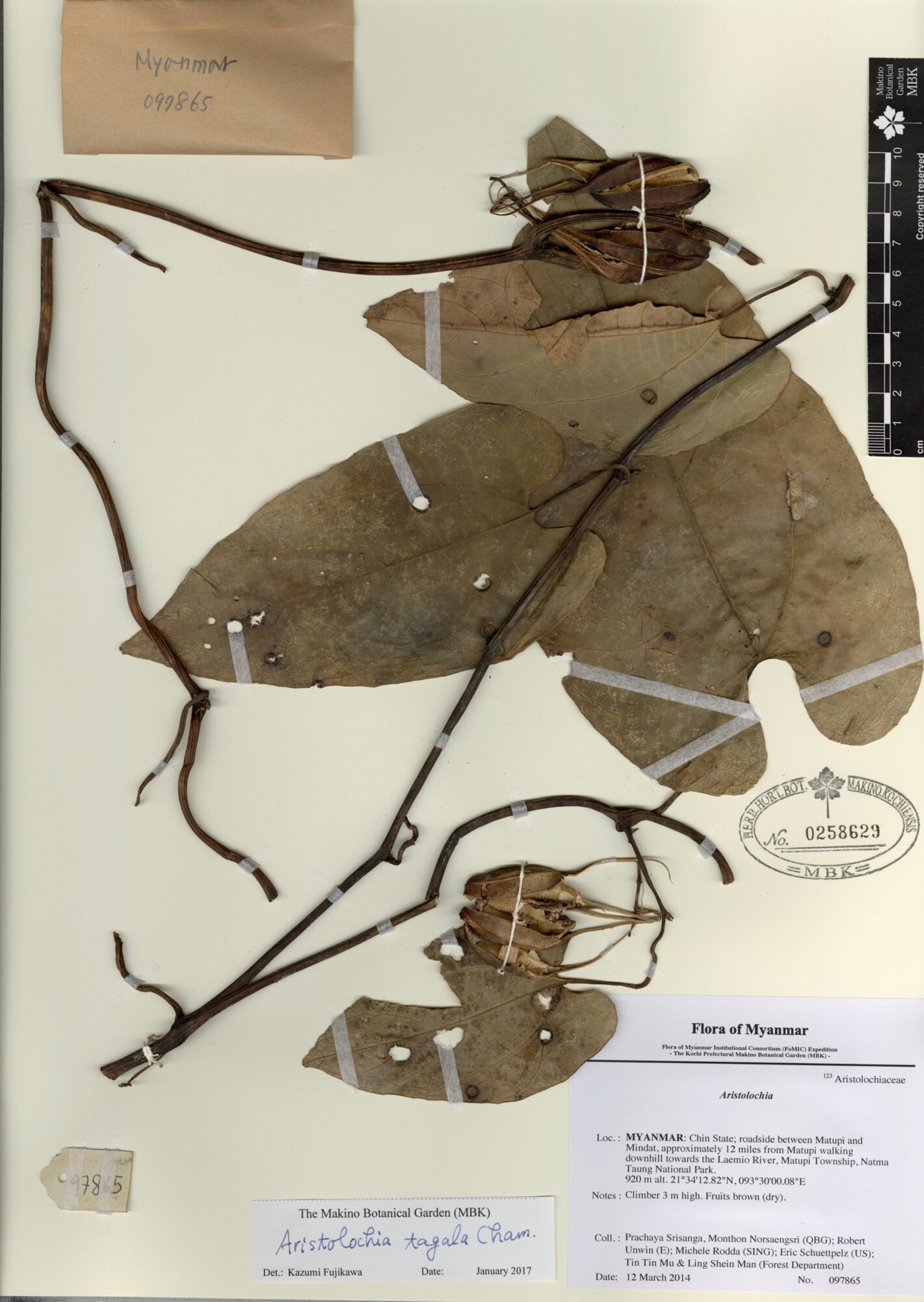 Aristolochia tagala Cham. | Myanmar Vascular Plants Database