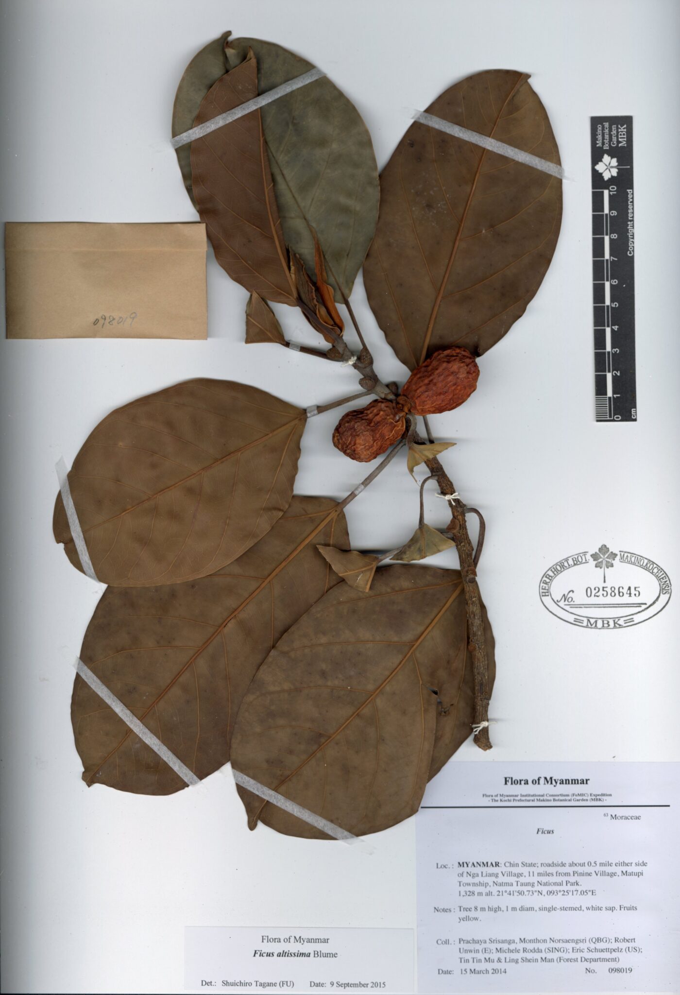 Ficus altissima Blume | Myanmar Vascular Plants Database