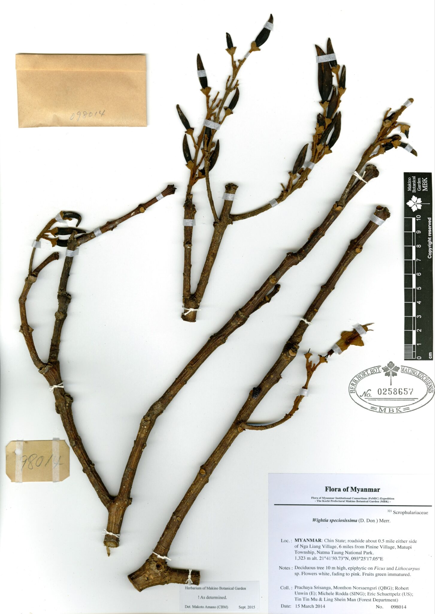 Wightia speciosissima (D. Don) Merr. | Myanmar Vascular Plants Database