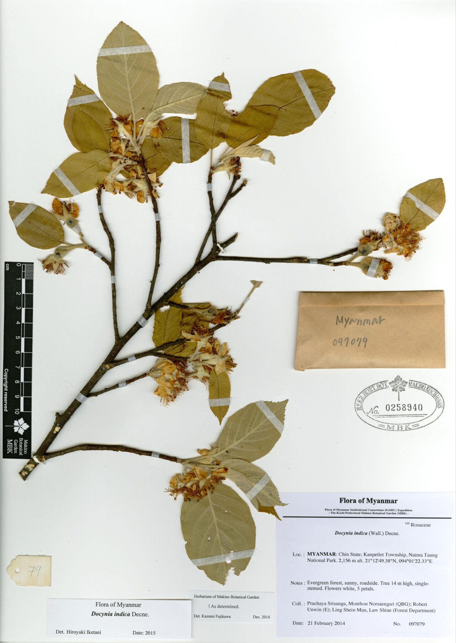 Docynia indica Decne. | Myanmar Vascular Plants Database