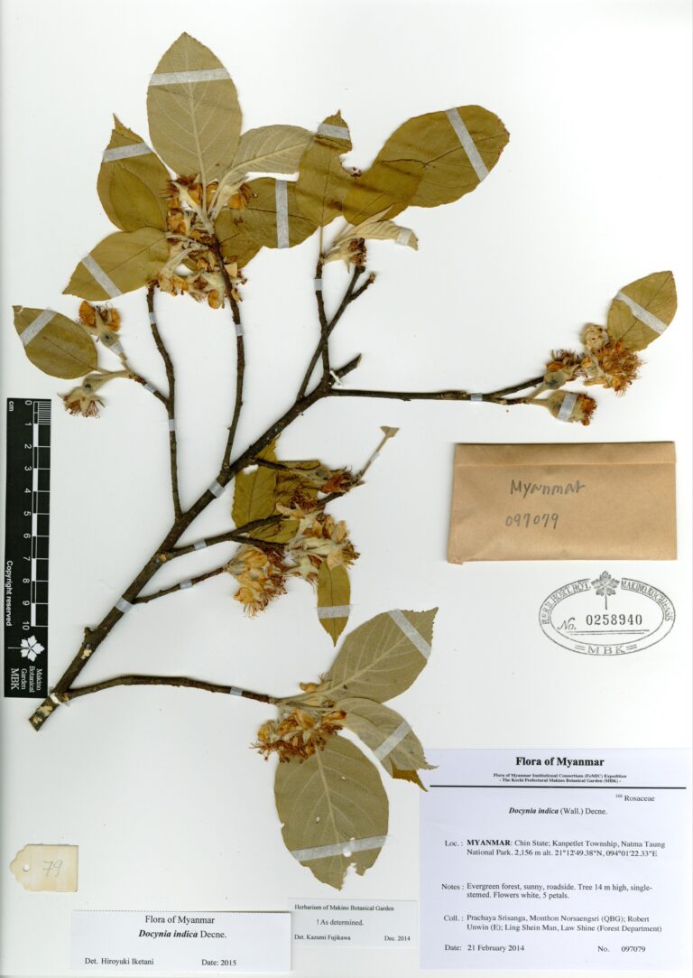 Docynia indica Decne. | Myanmar Vascular Plants Database
