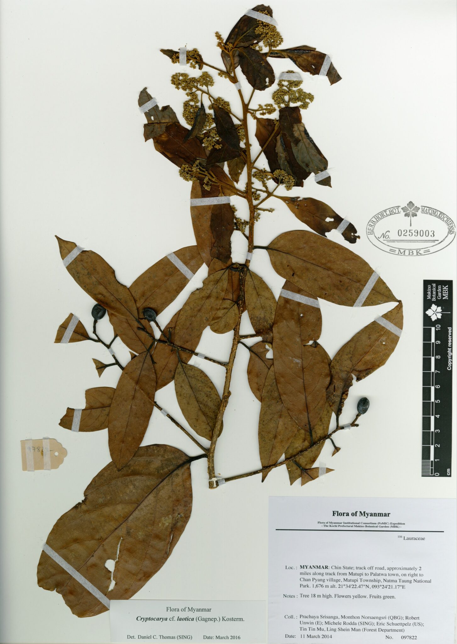 Cryptocarya cf. laotica (Gagnep.) Kosterm. | Myanmar Vascular Plants ...