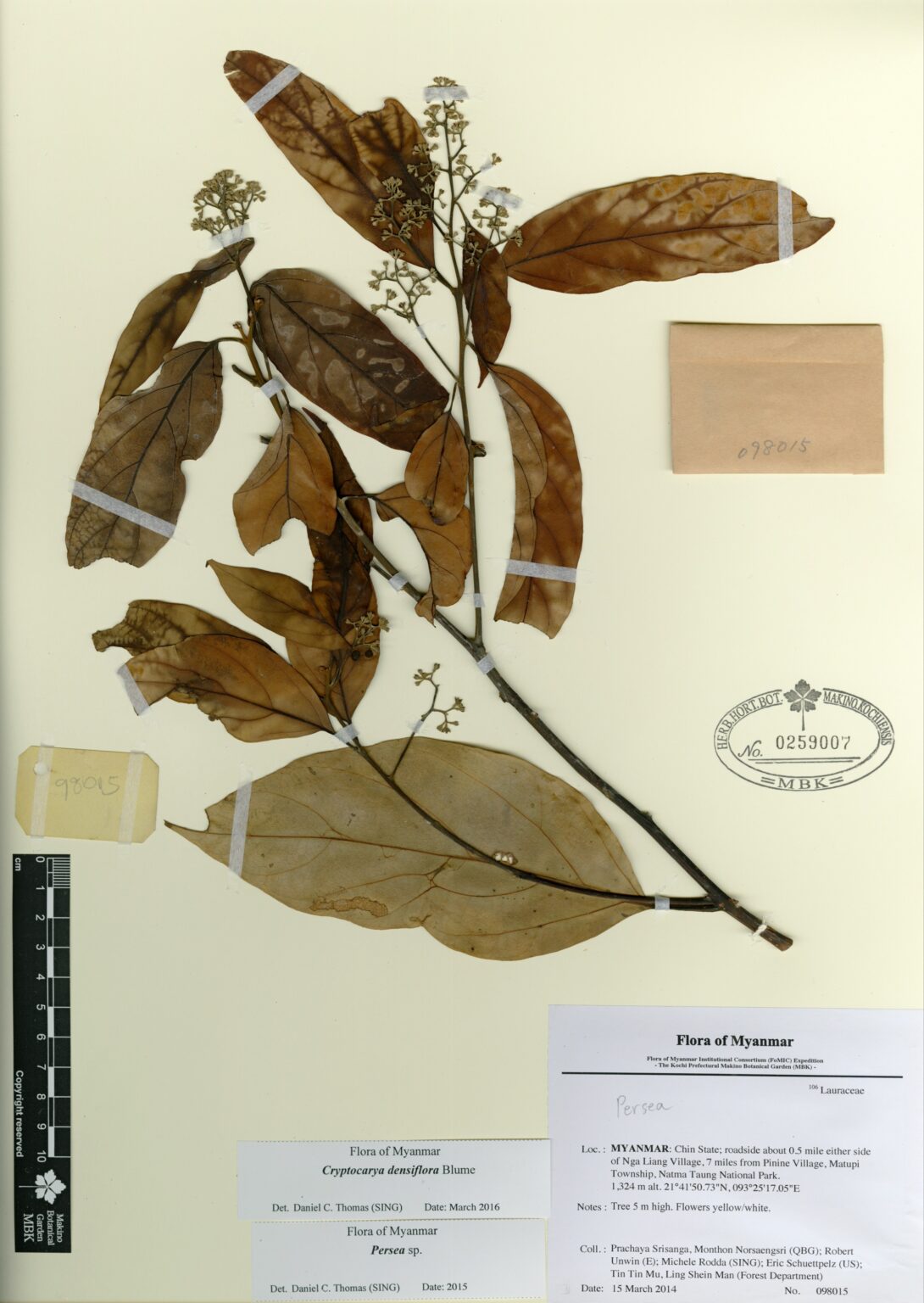 Cryptocarya densiflora Blume | Myanmar Vascular Plants Database