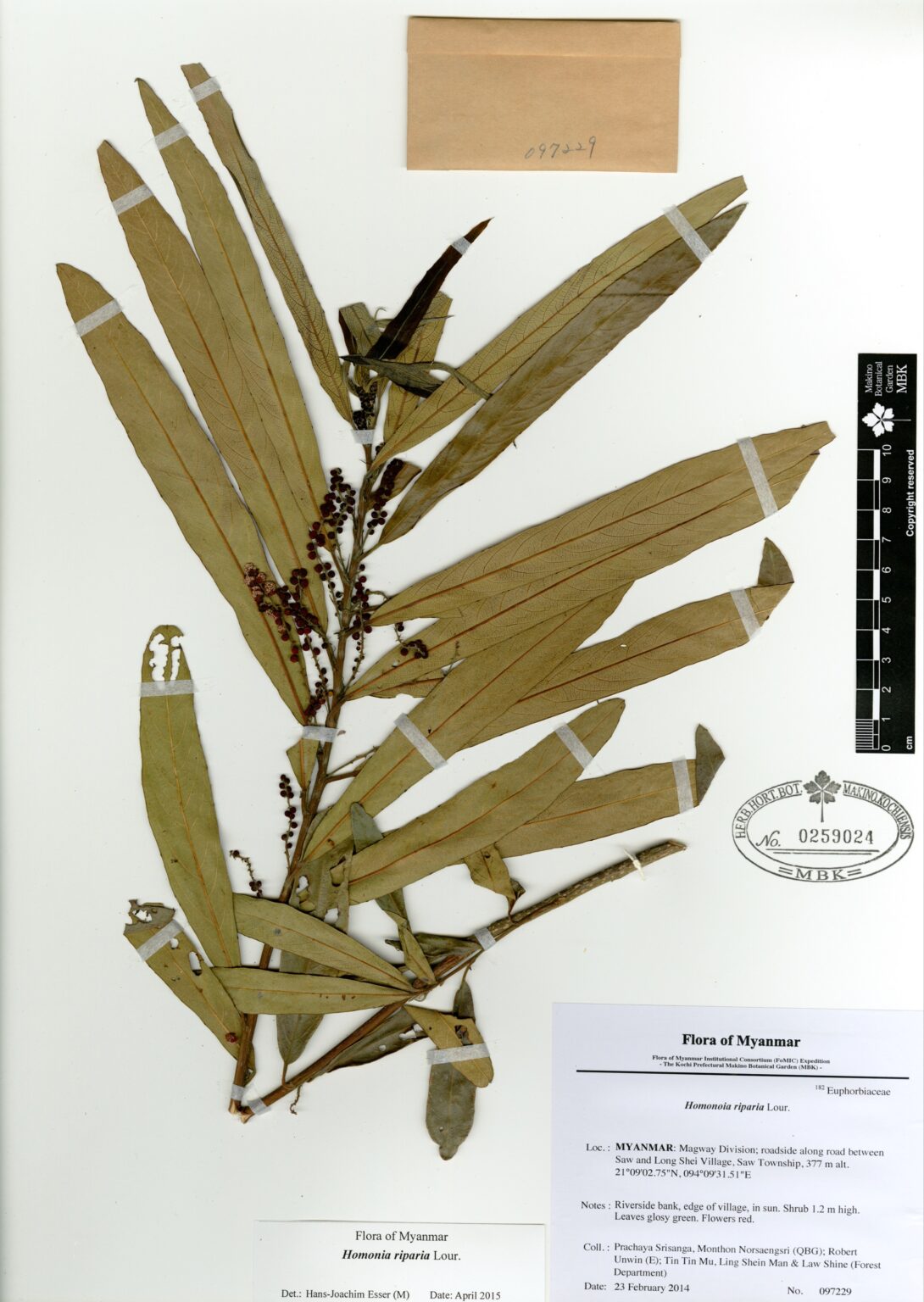 Homonoia riparia Lour. | Myanmar Vascular Plants Database