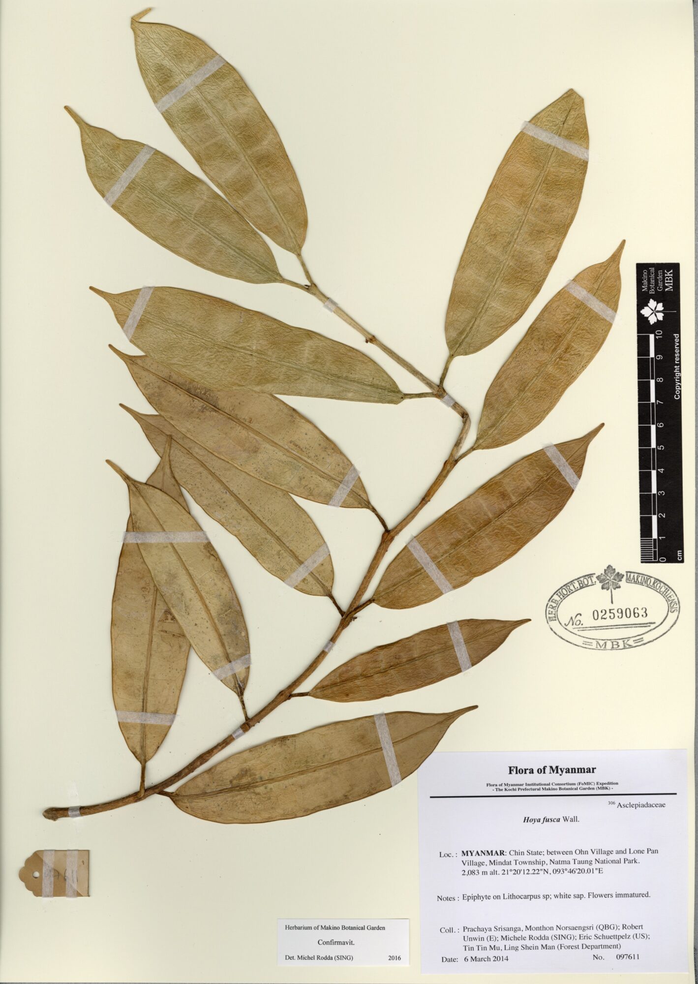 Hoya fusca Wall. | Myanmar Vascular Plants Database