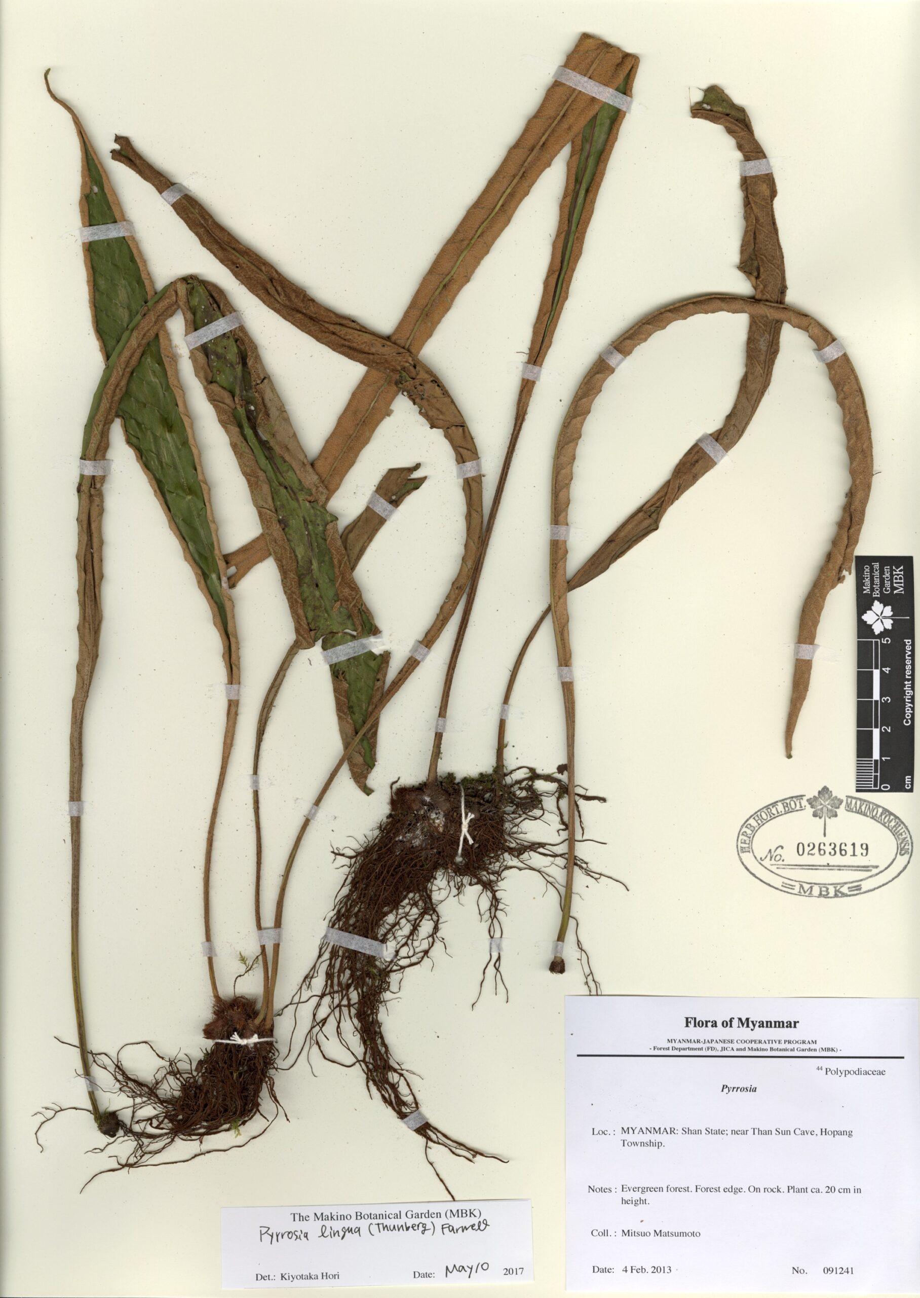 Pyrrosia costata (Wall. ex C. Presl) Tagawa & K. Iwats. | Myanmar ...