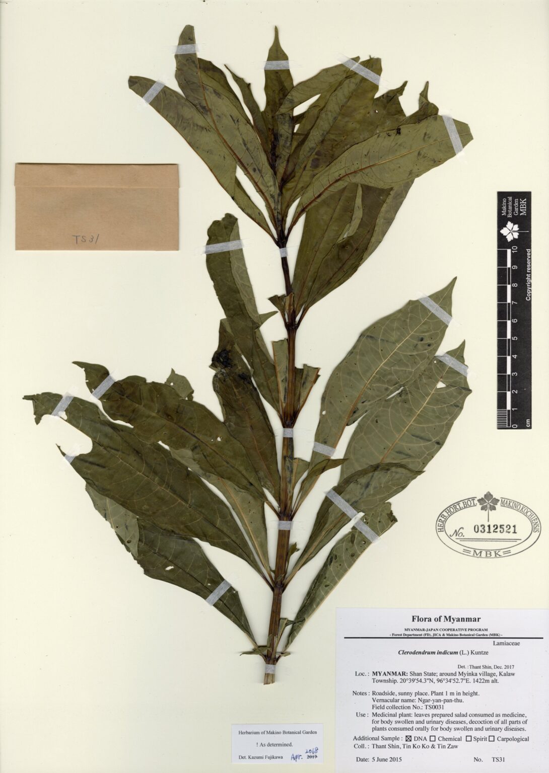 Clerodendrum indicum (L.) Kuntze | Myanmar Vascular Plants Database