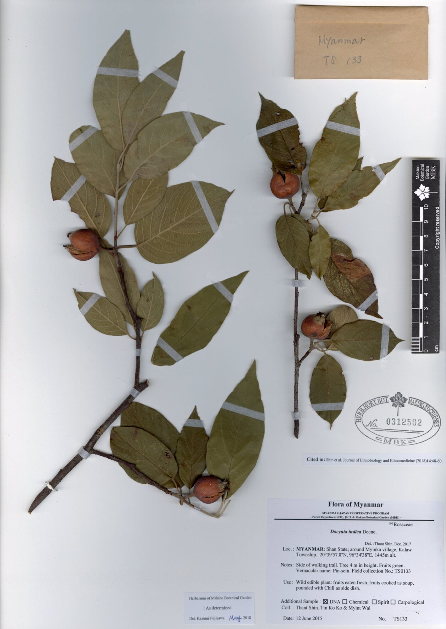Docynia indica Decne. | Myanmar Vascular Plants Database