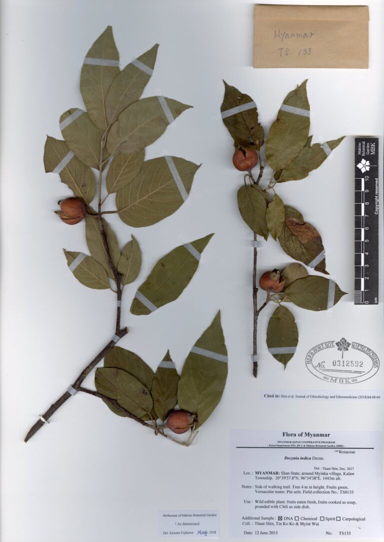 Docynia indica Decne. | Myanmar Vascular Plants Database