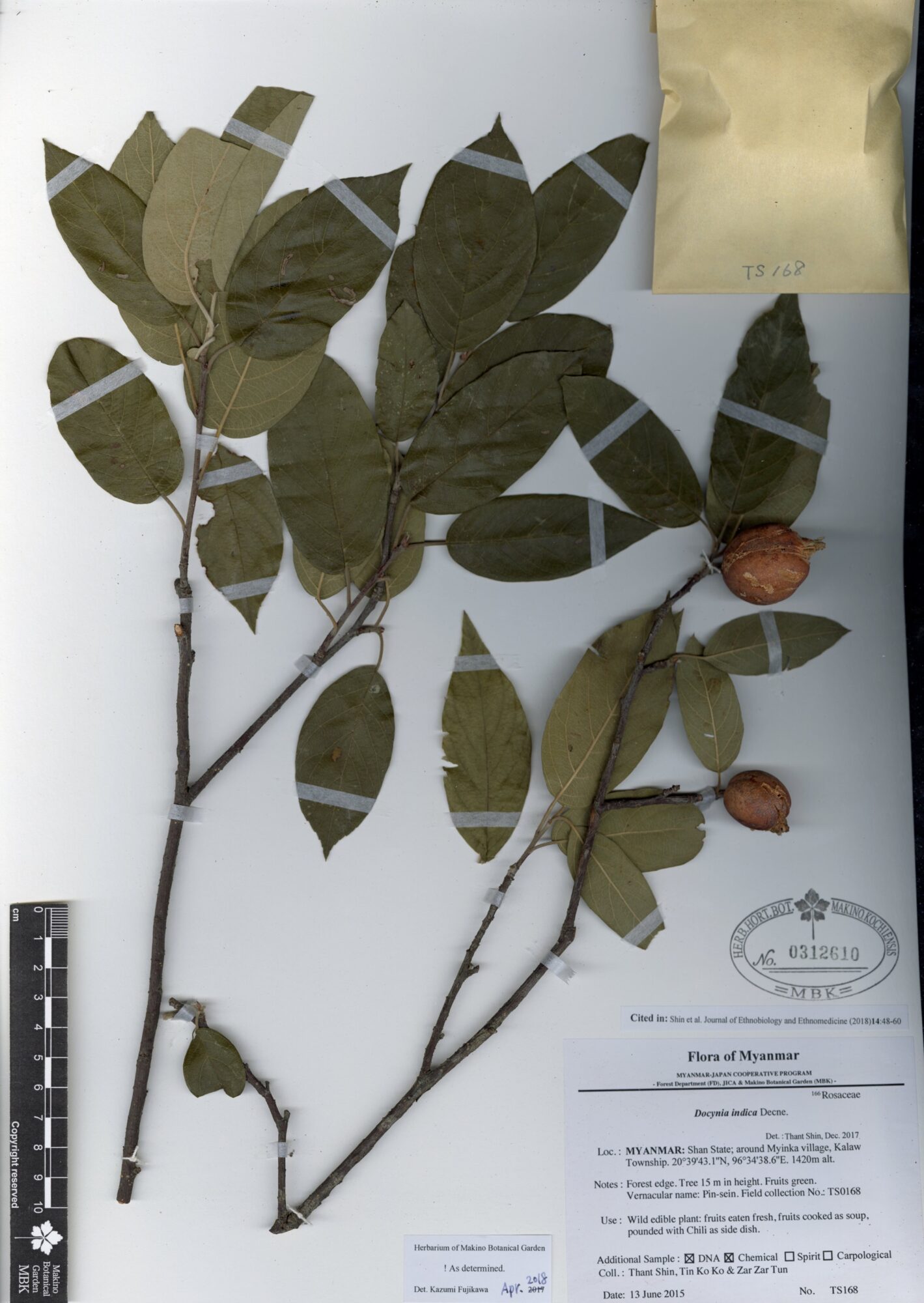 Docynia indica Decne. | Myanmar Vascular Plants Database