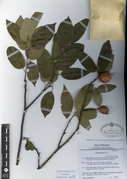 Docynia indica Decne. | Myanmar Vascular Plants Database