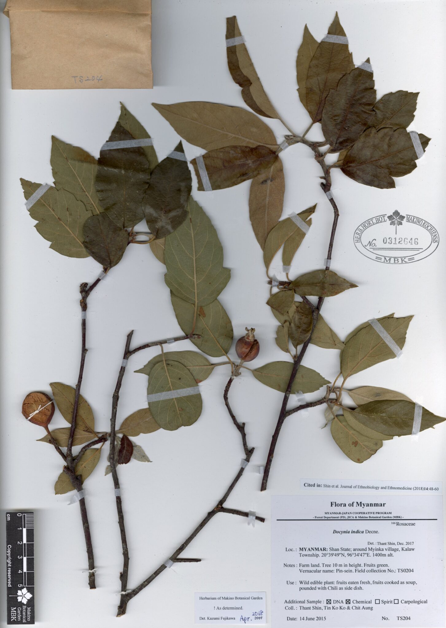 Docynia indica Decne. | Myanmar Vascular Plants Database