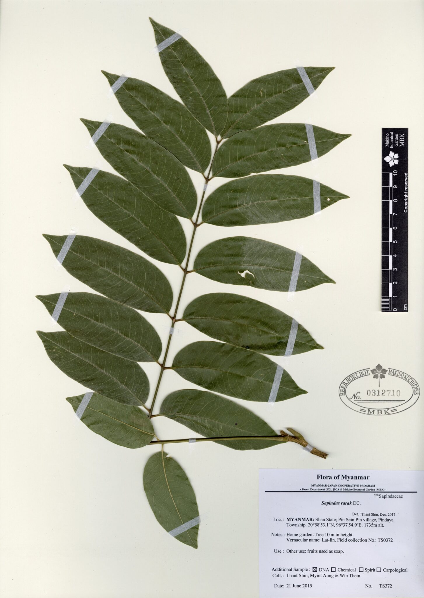 Sapindus rarak DC. | Myanmar Vascular Plants Database