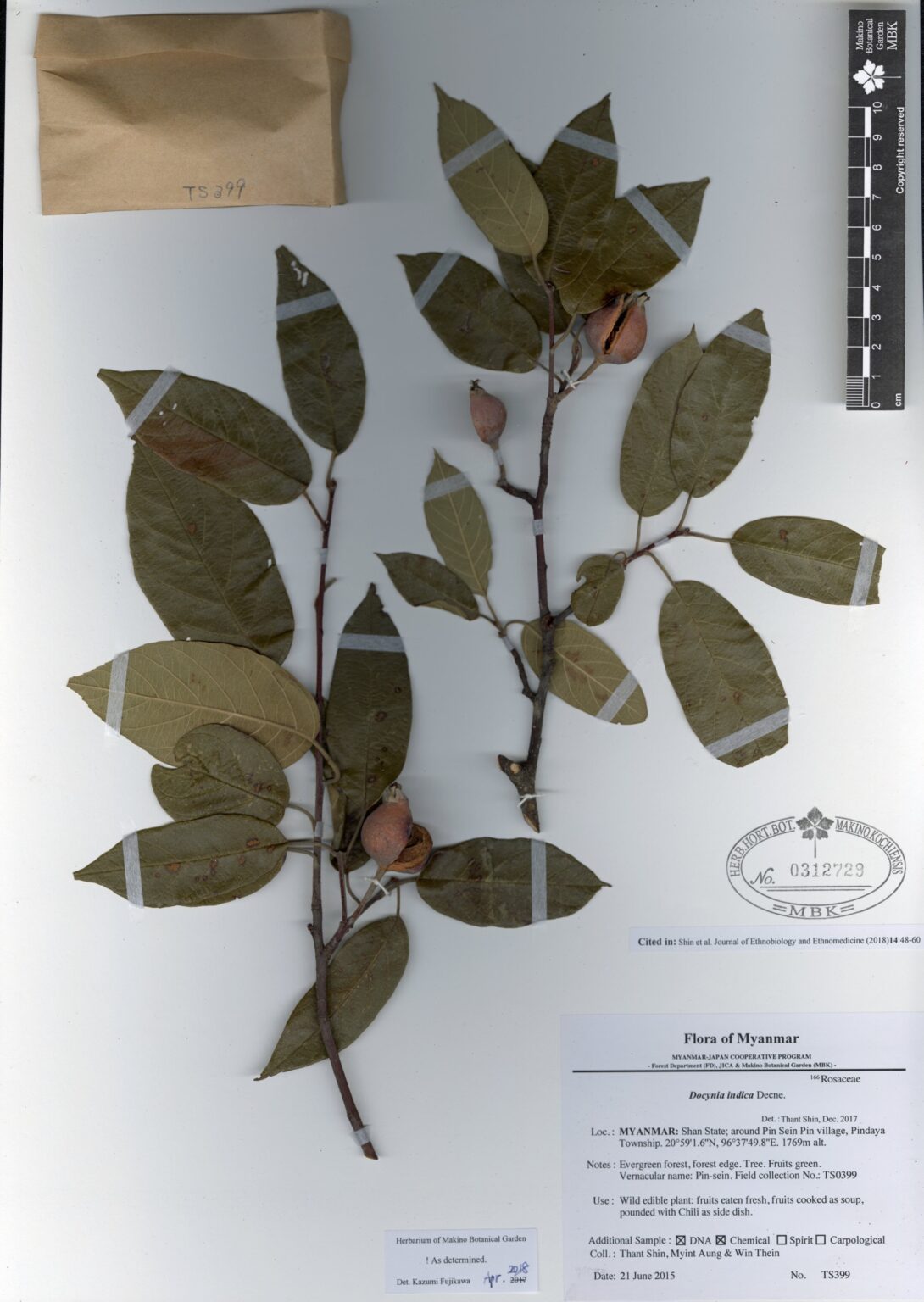 Docynia indica Decne. | Myanmar Vascular Plants Database