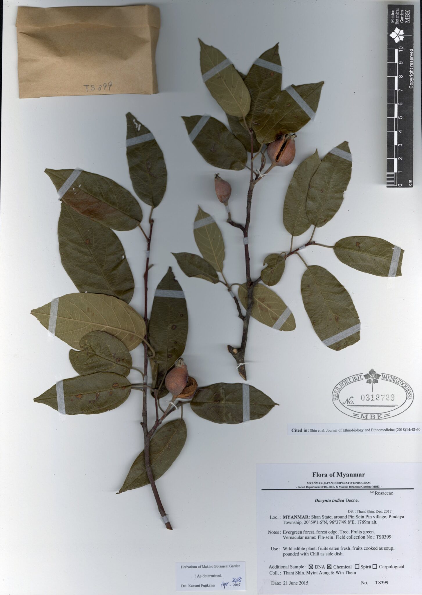 Docynia indica Decne. | Myanmar Vascular Plants Database