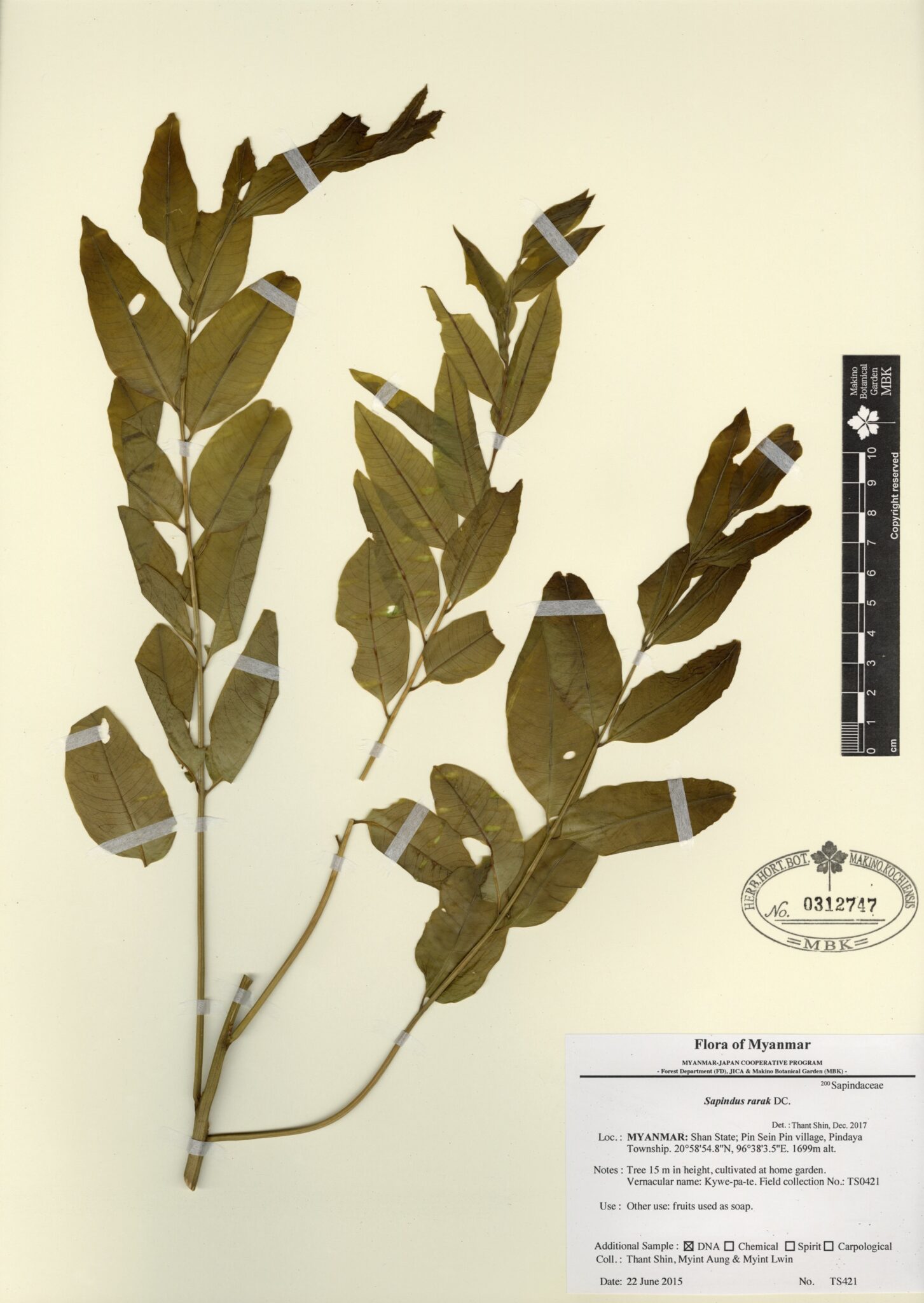 Sapindus rarak DC. | Myanmar Vascular Plants Database