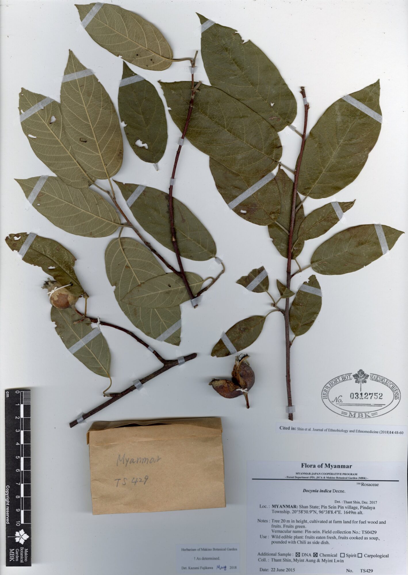 Docynia indica Decne. | Myanmar Vascular Plants Database