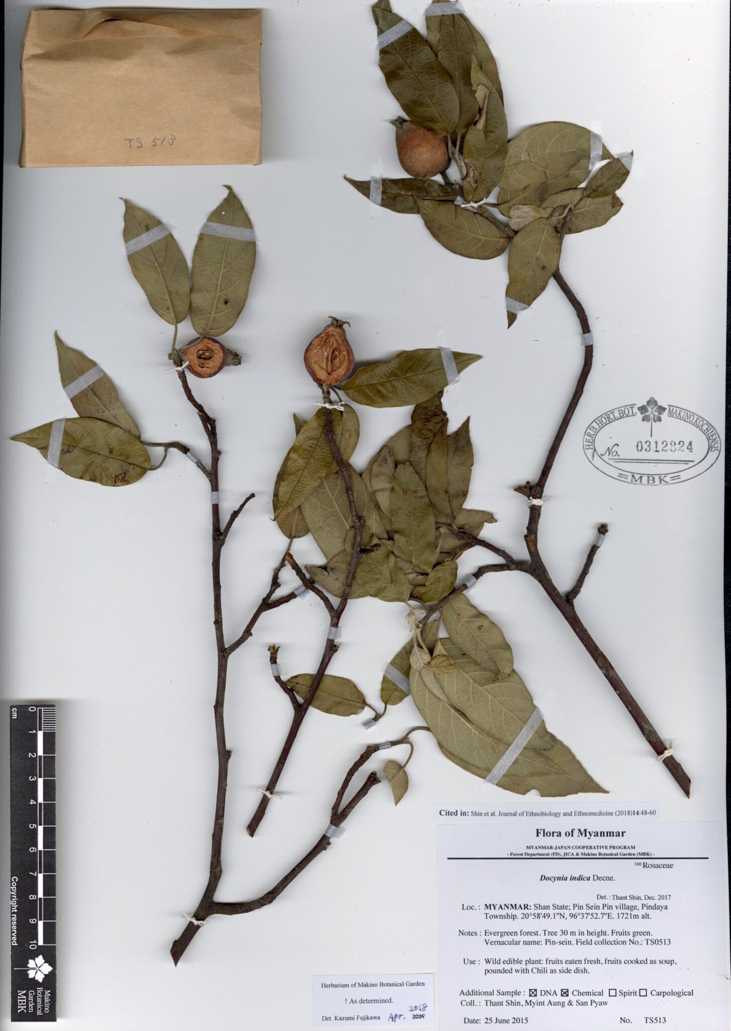 Docynia indica Decne. | Myanmar Vascular Plants Database