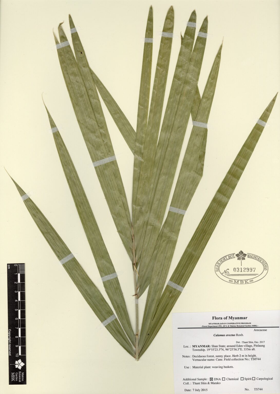 Calamus erectus Roxb. | Myanmar Vascular Plants Database