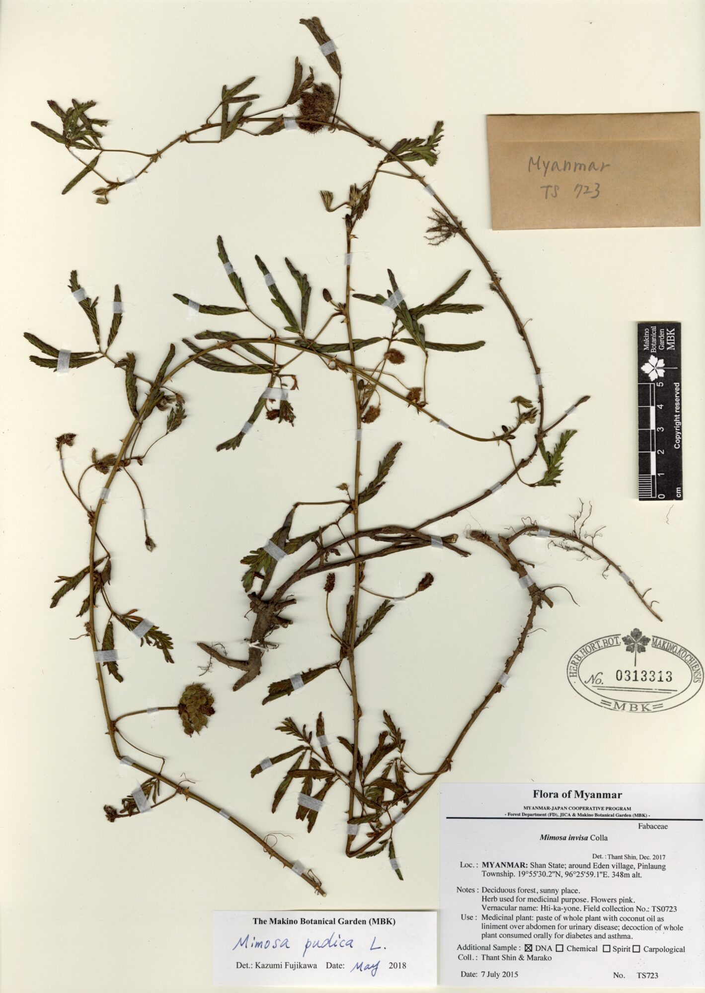 Mimosa invisa Colla | Myanmar Vascular Plants Database