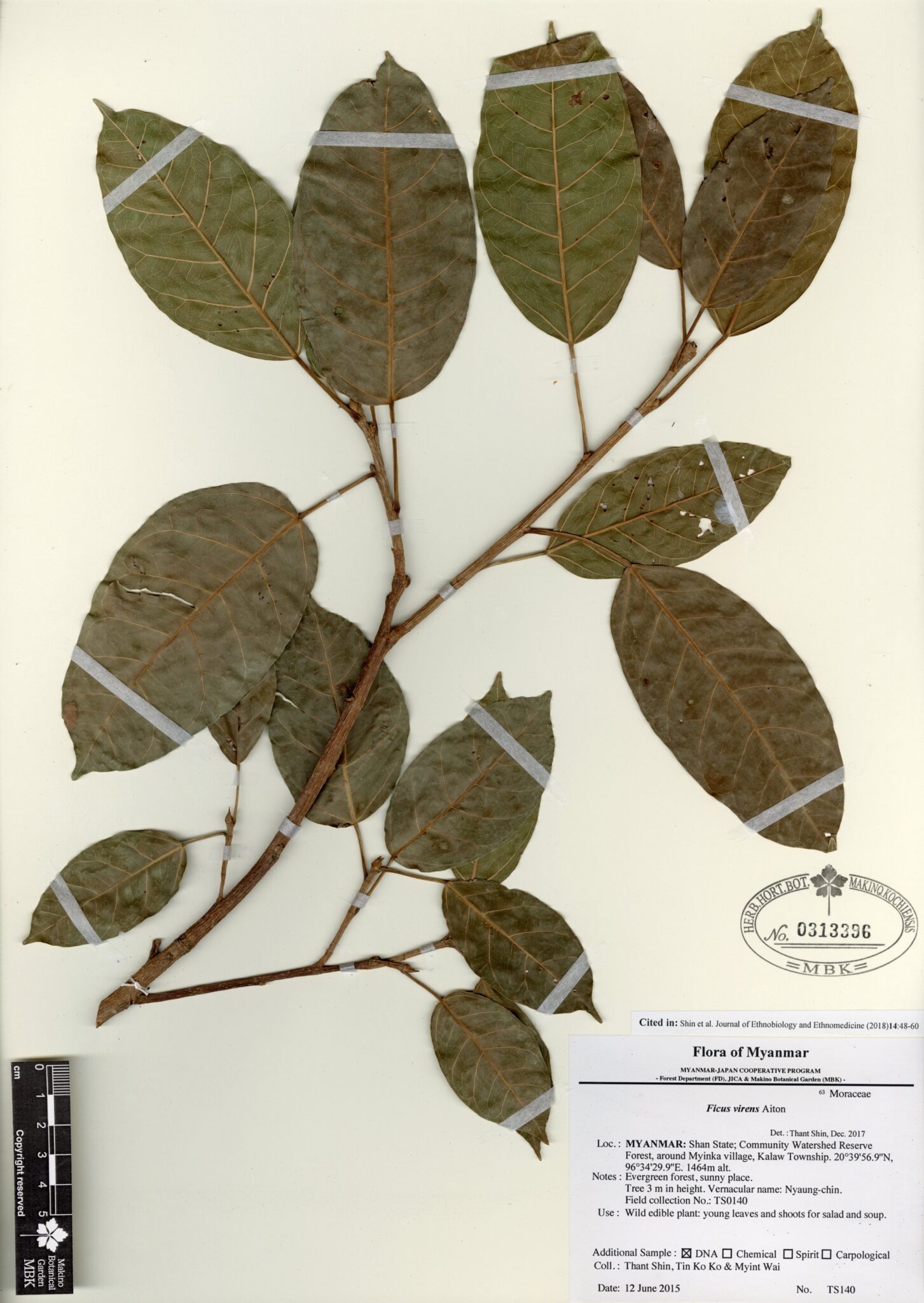Ficus virens Aiton | Myanmar Vascular Plants Database