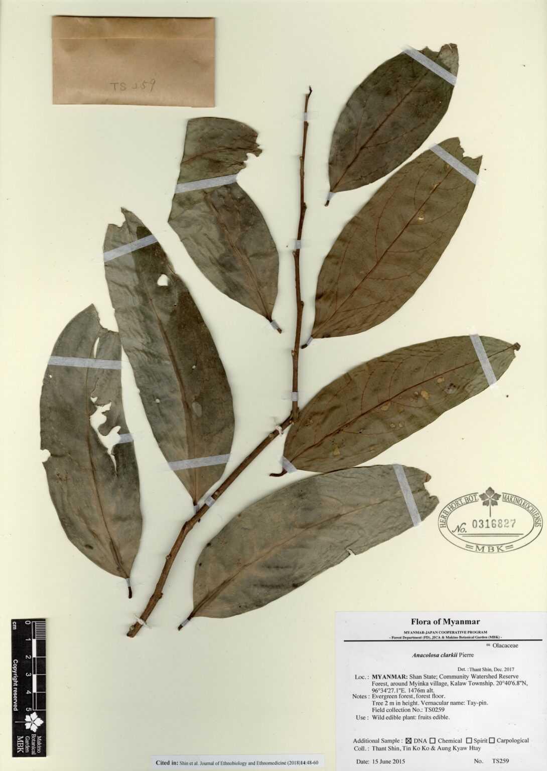 Anacolosa clarkii Pierre | Myanmar Vascular Plants Database