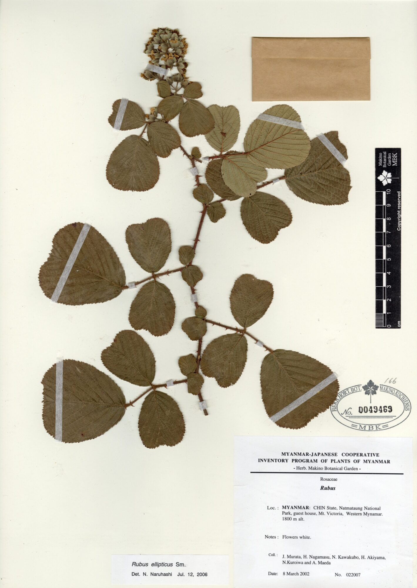Rubus ellipticus Sm. | Myanmar Vascular Plants Database