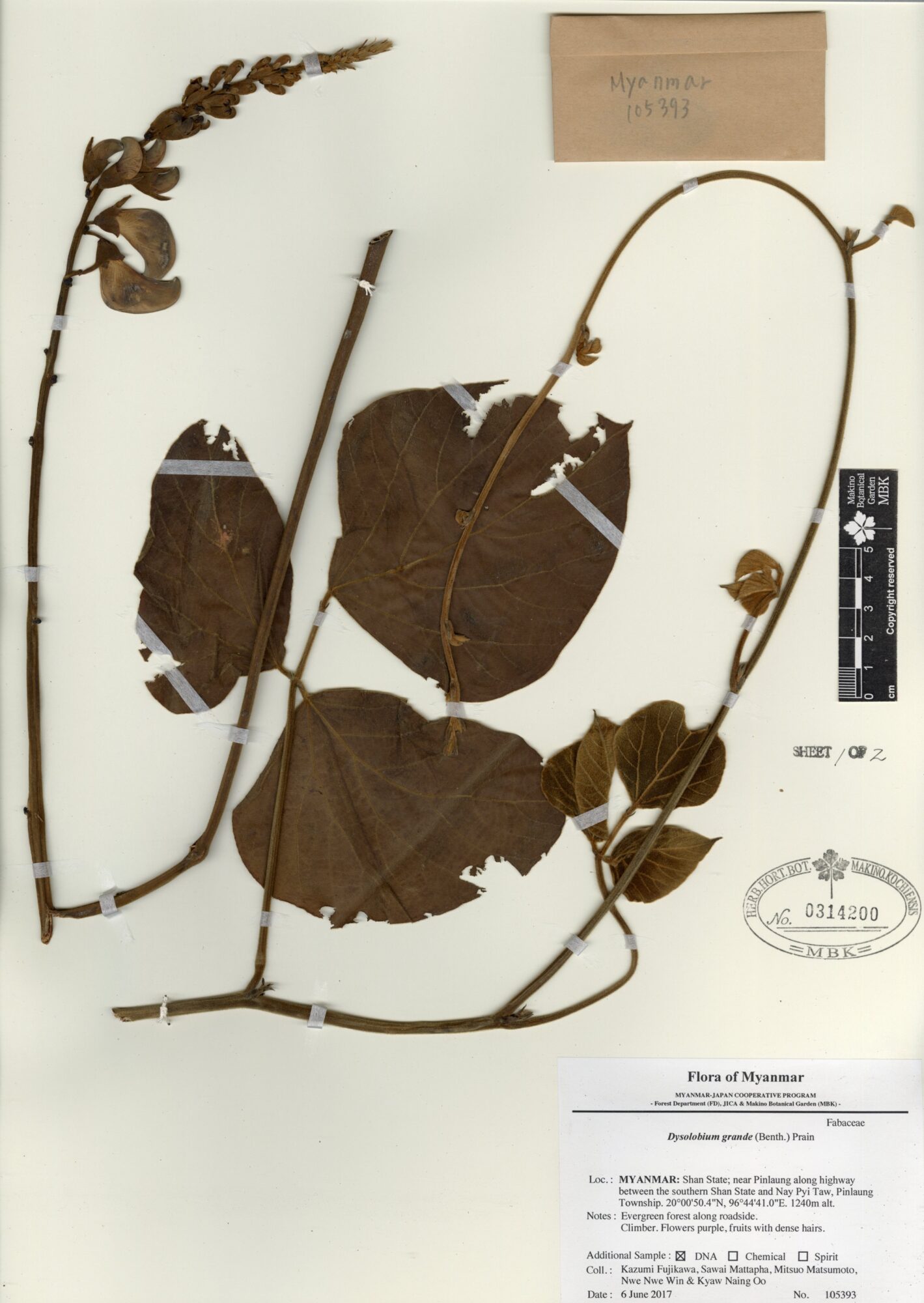 Dysolobium grande (Benth.) Prain | Myanmar Vascular Plants Database