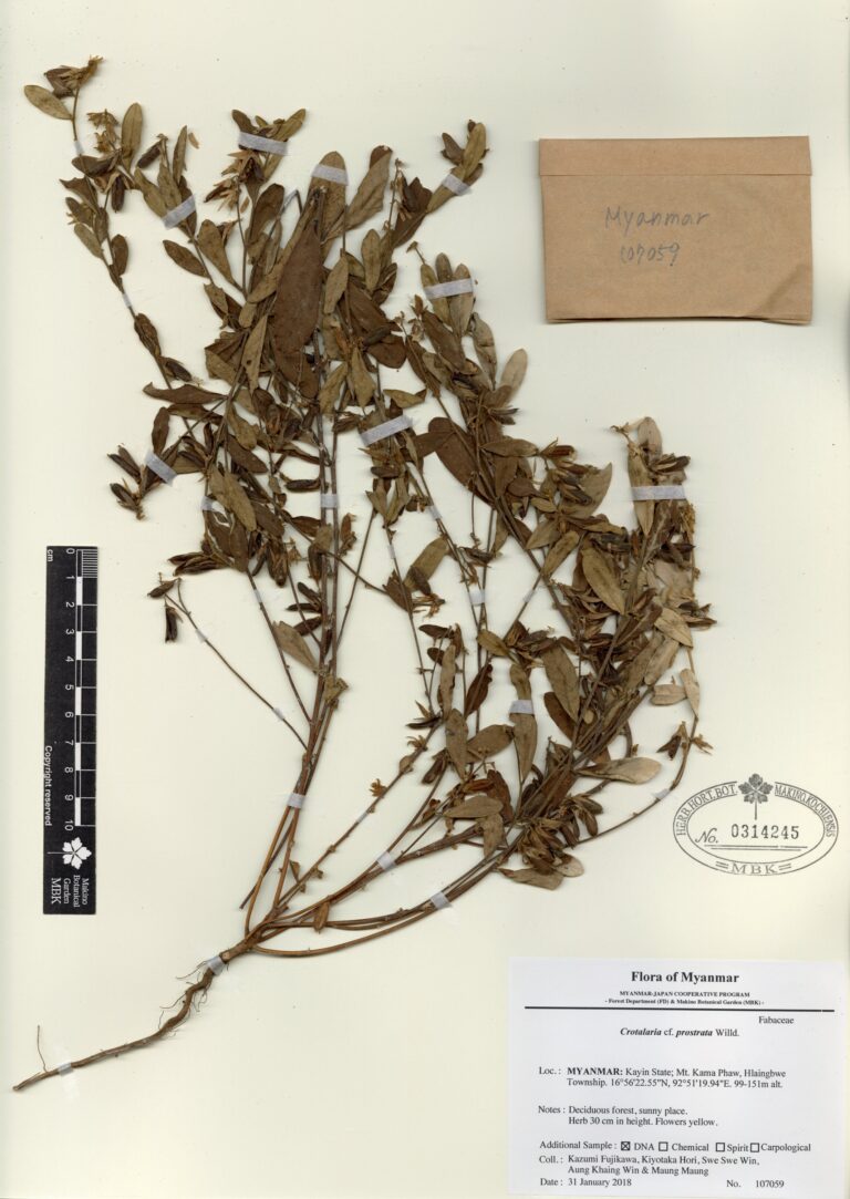 Crotalaria cf. prostrata Willd. | Myanmar Vascular Plants Database