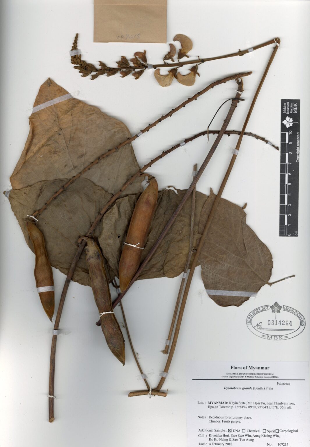 Dysolobium grande (Benth.) Prain | Myanmar Vascular Plants Database