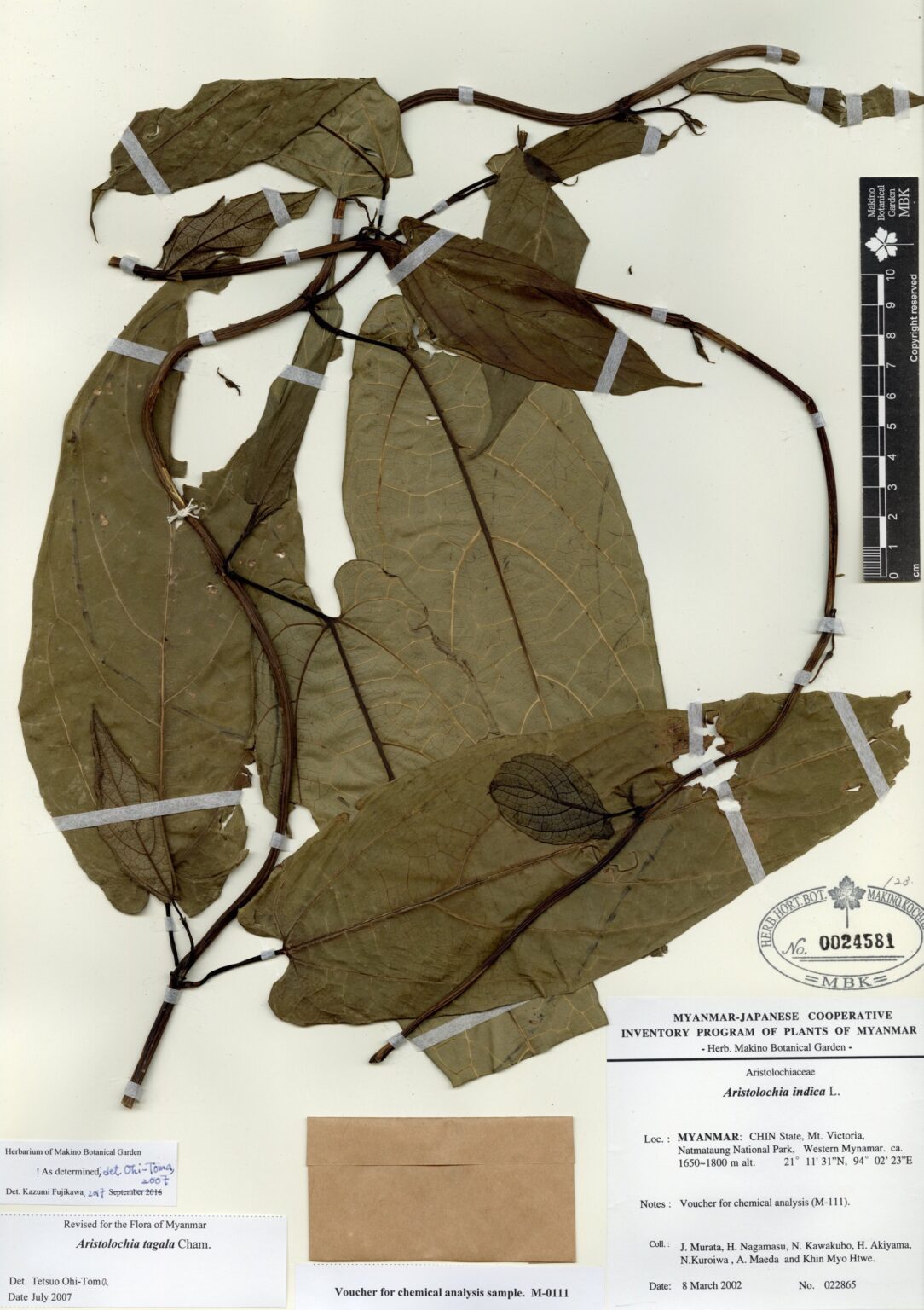 Aristolochia tagala Cham. | Myanmar Vascular Plants Database