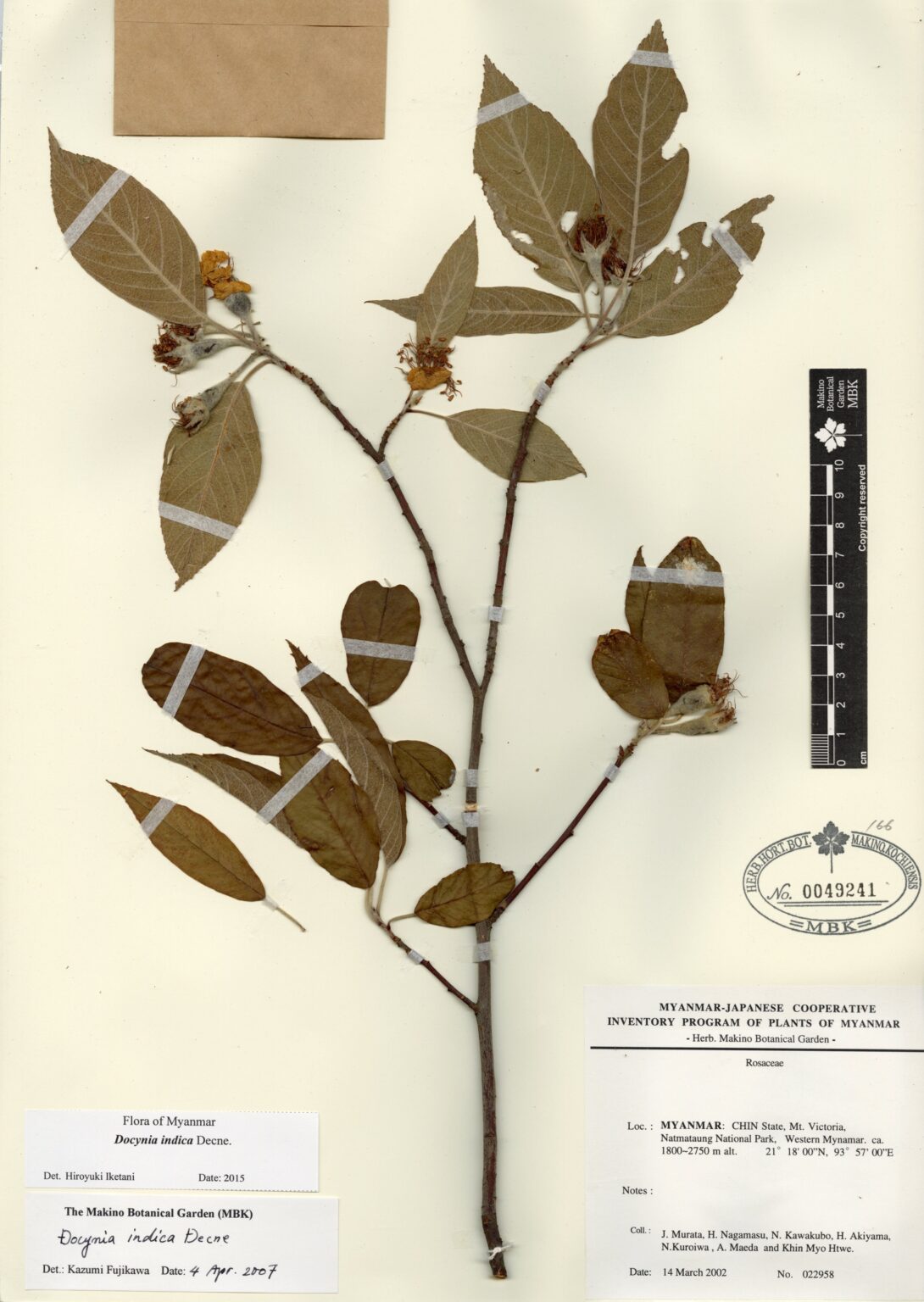 Docynia indica Decne. | Myanmar Vascular Plants Database