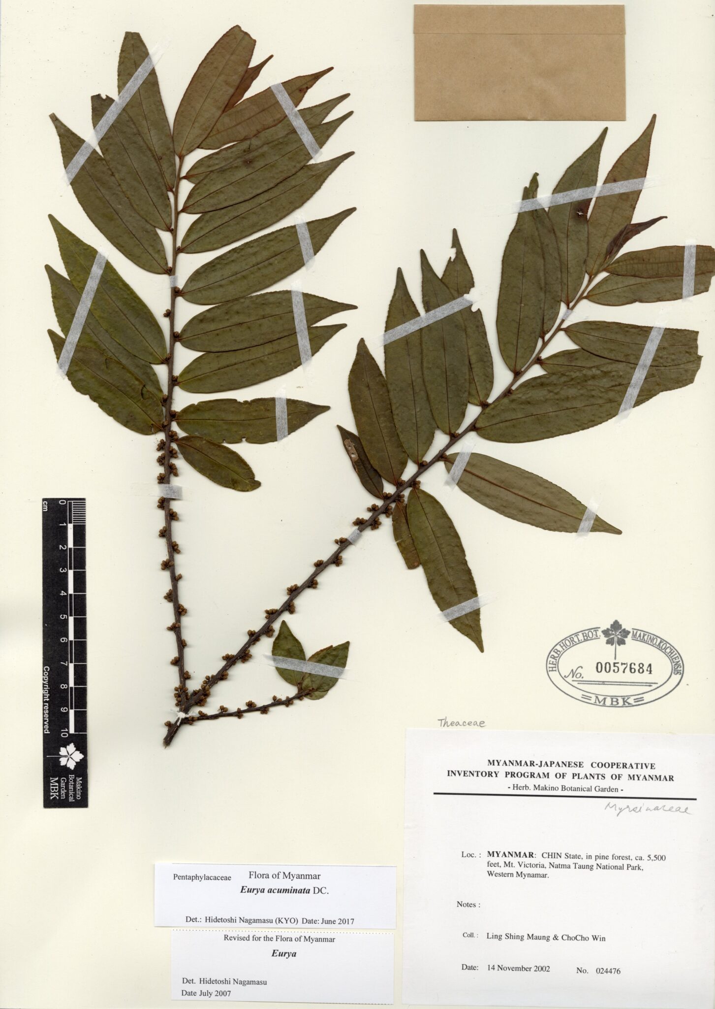 Eurya acuminata DC. | Myanmar Vascular Plants Database