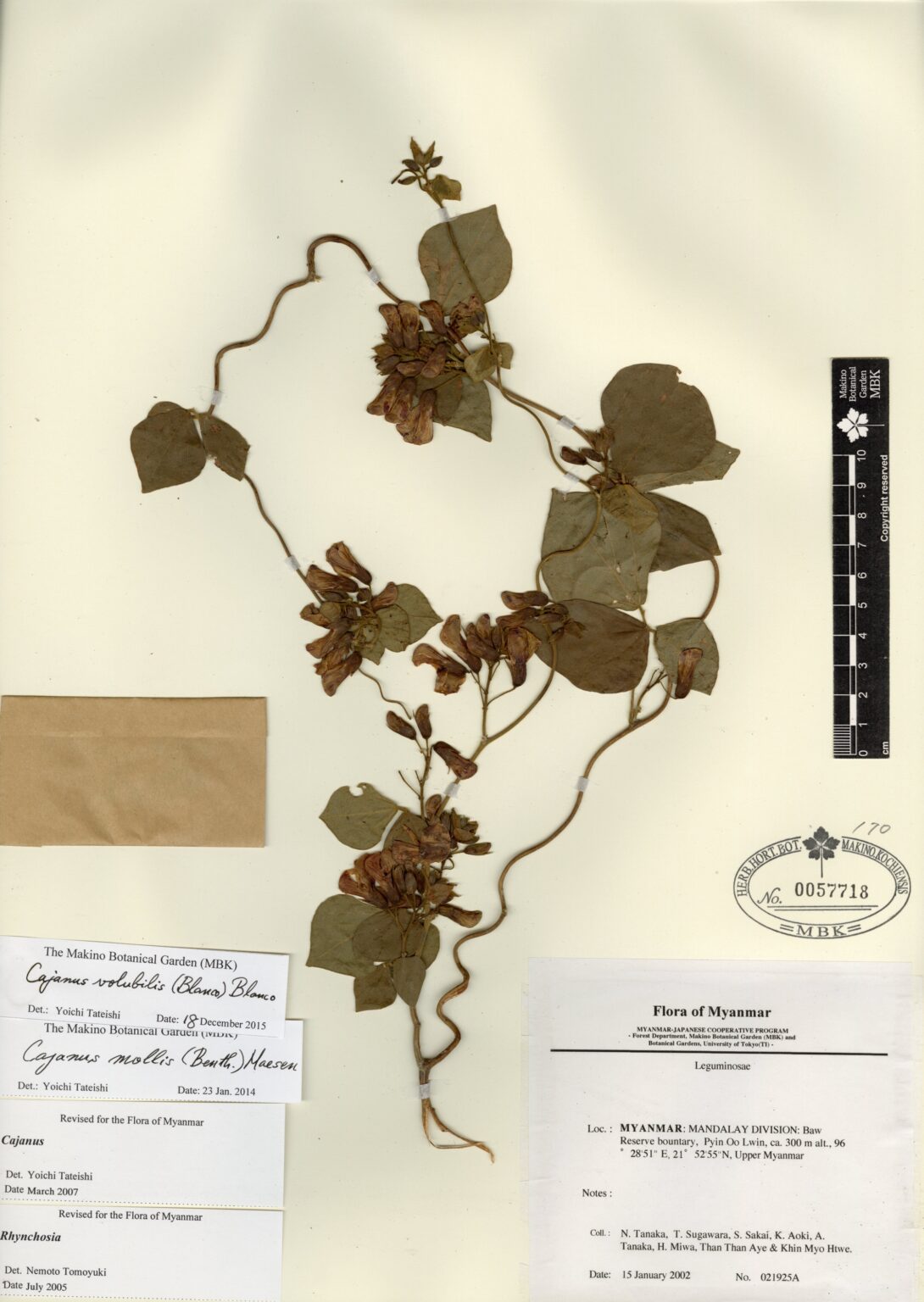 Cajanus volubilis (Blanco) Blanco | Myanmar Vascular Plants Database