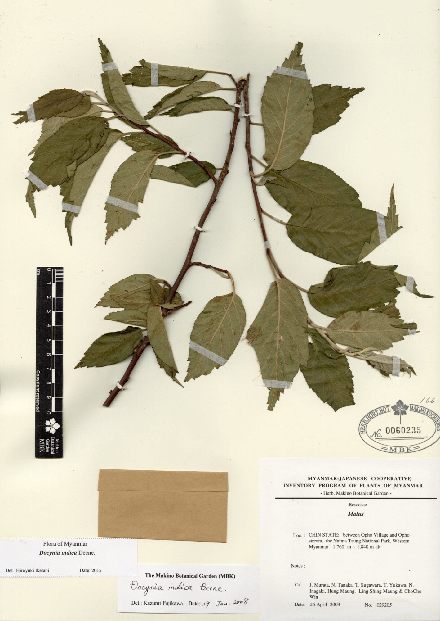 Docynia indica Decne. | Myanmar Vascular Plants Database