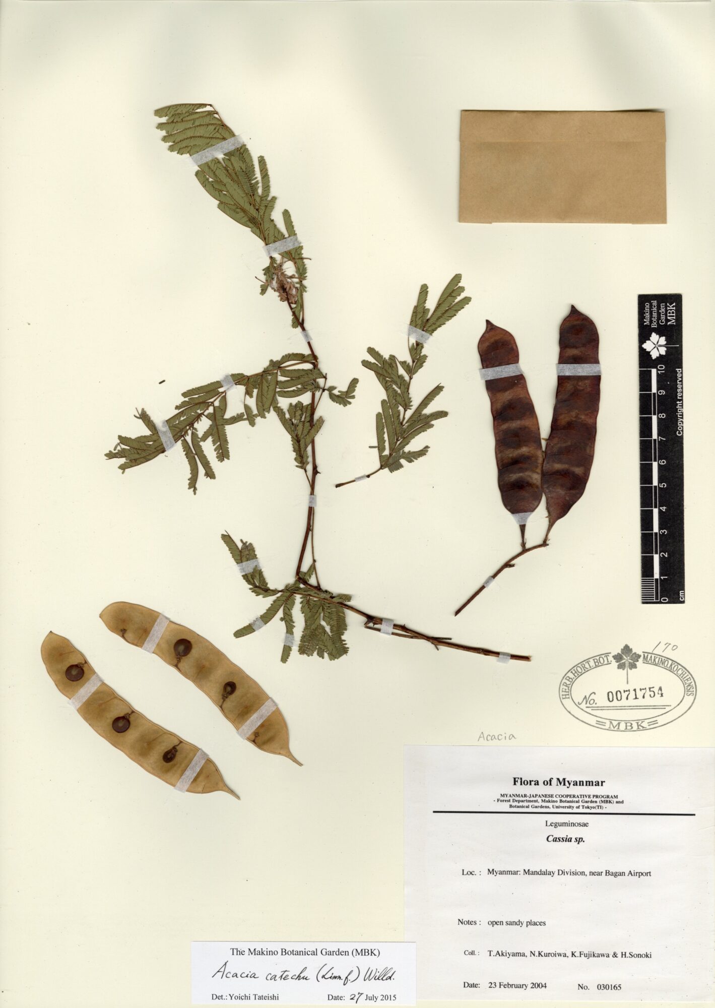 Acacia catechu (L. f.) Willd. | Myanmar Vascular Plants Database